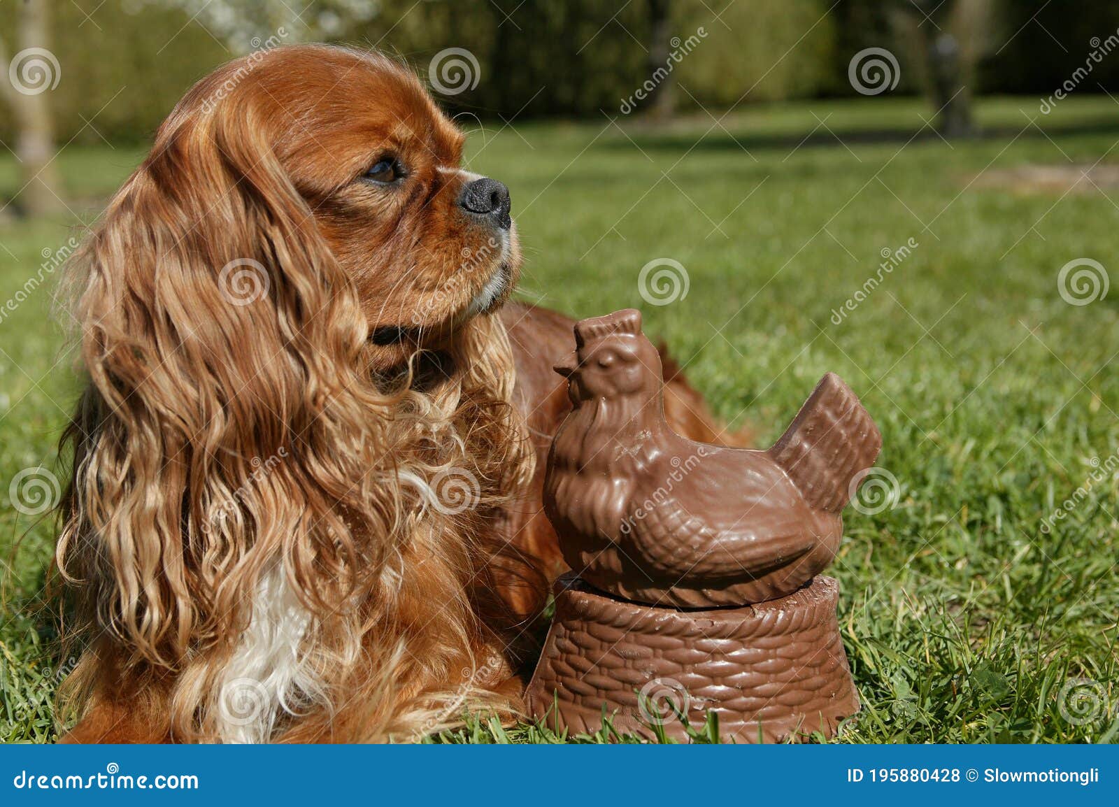 Cavalier King Charles Spaniel with Chocolate Hen Stock Photo - Image of ...