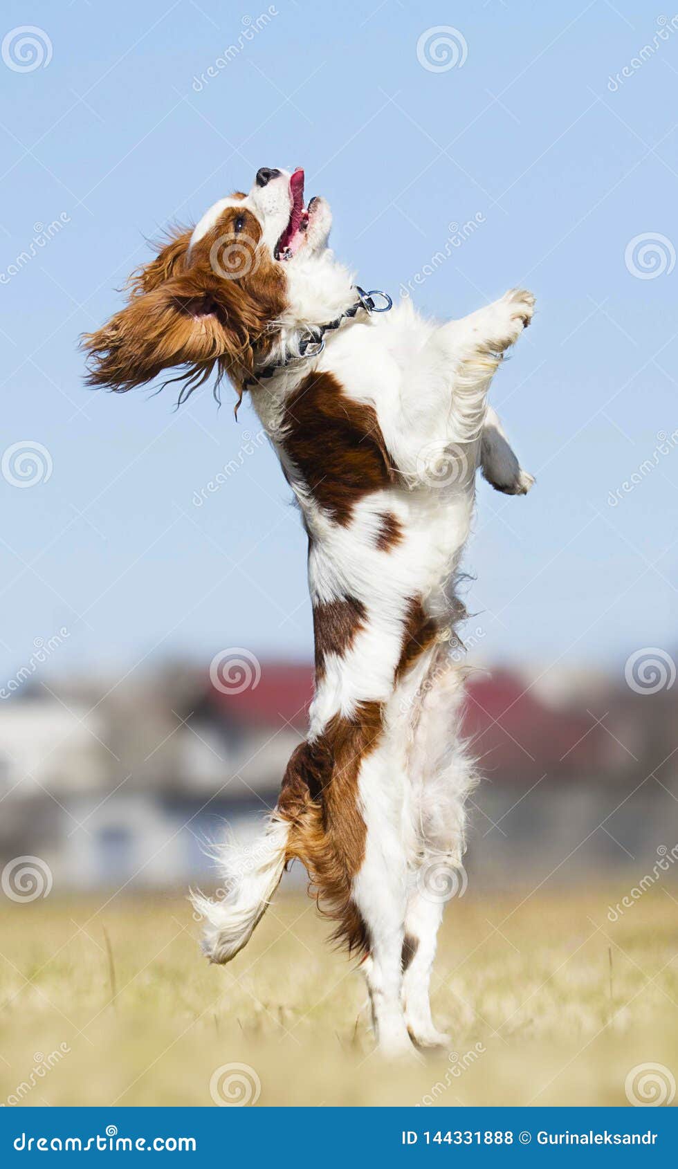 Cavalier King Charles Spaniel Dog Jumping Stock Photo - Image of king ...
