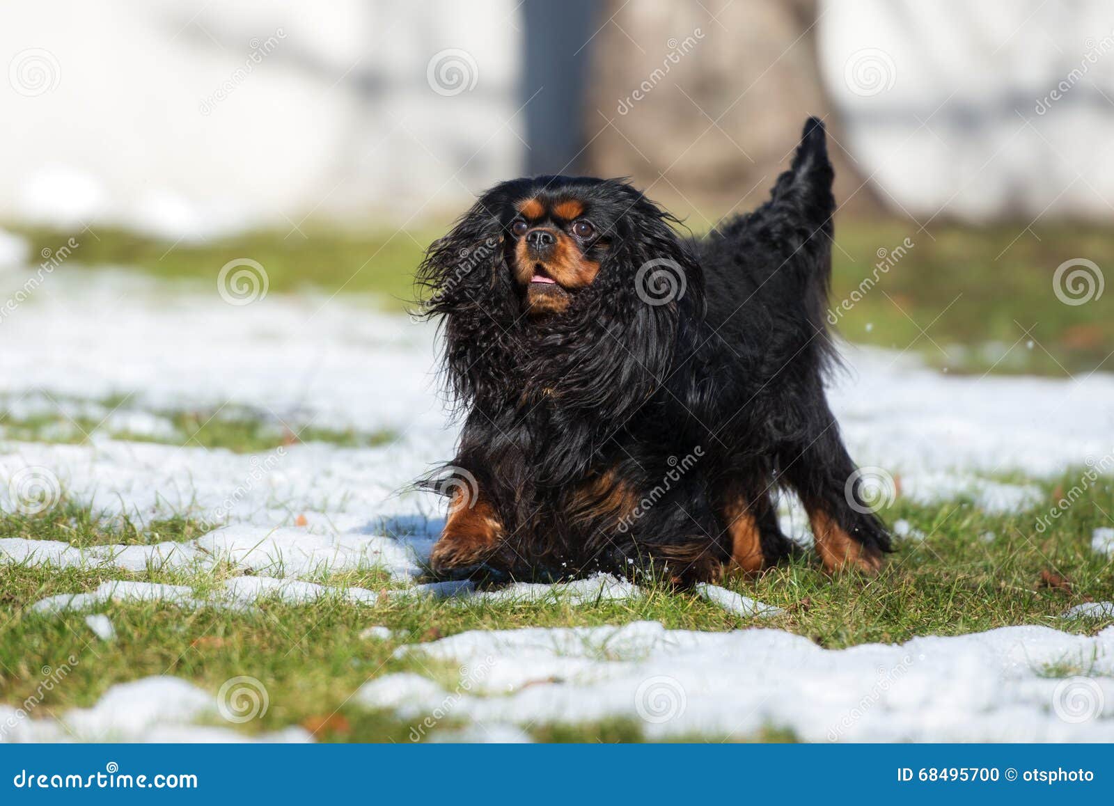 Cavalier King Charles Spaniel Dog Running Outdoors Stock Photo - Image ...