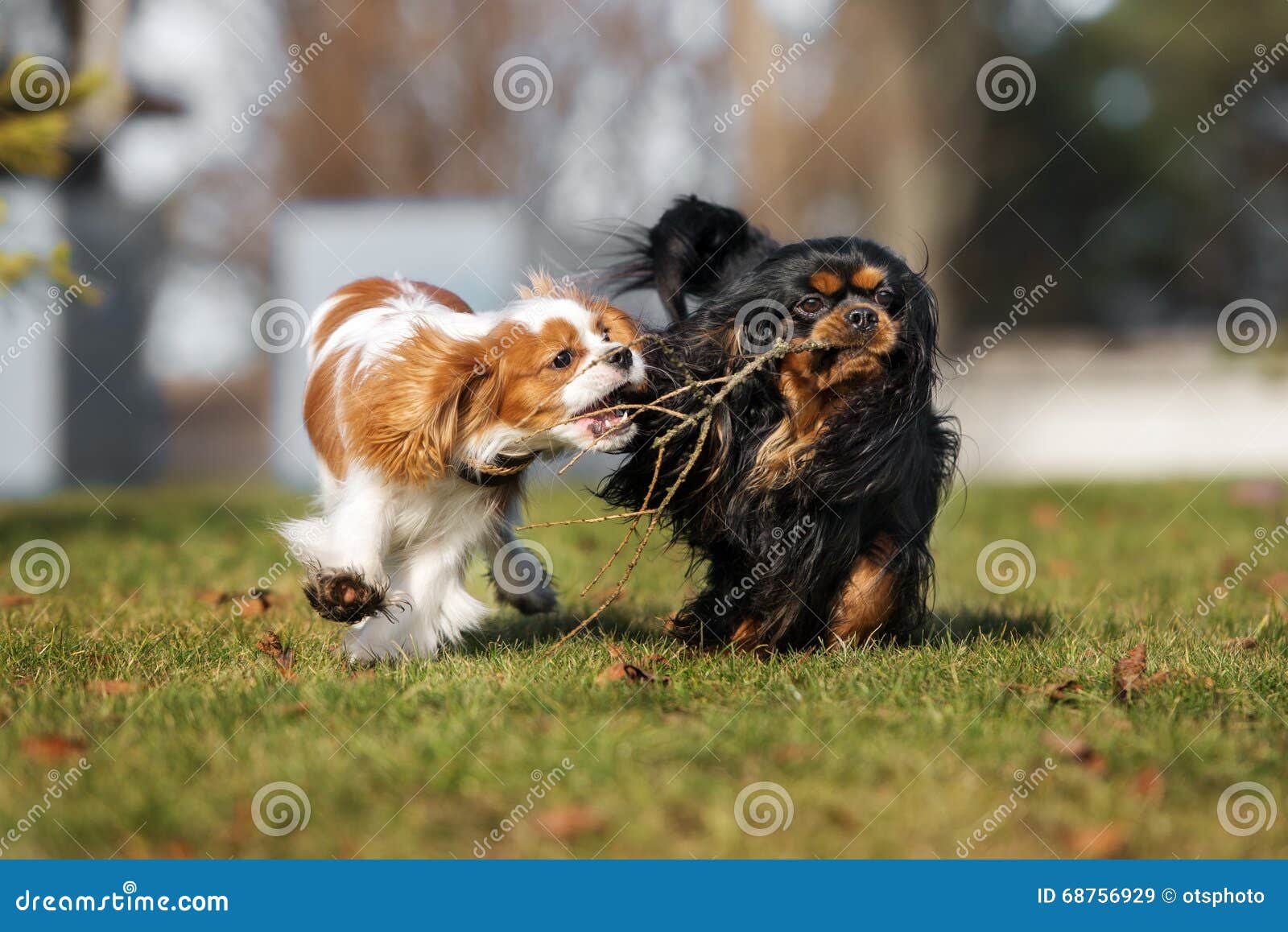 Cavalier King Charles Spaniel Dogs Playing Stock Image - Image of ...