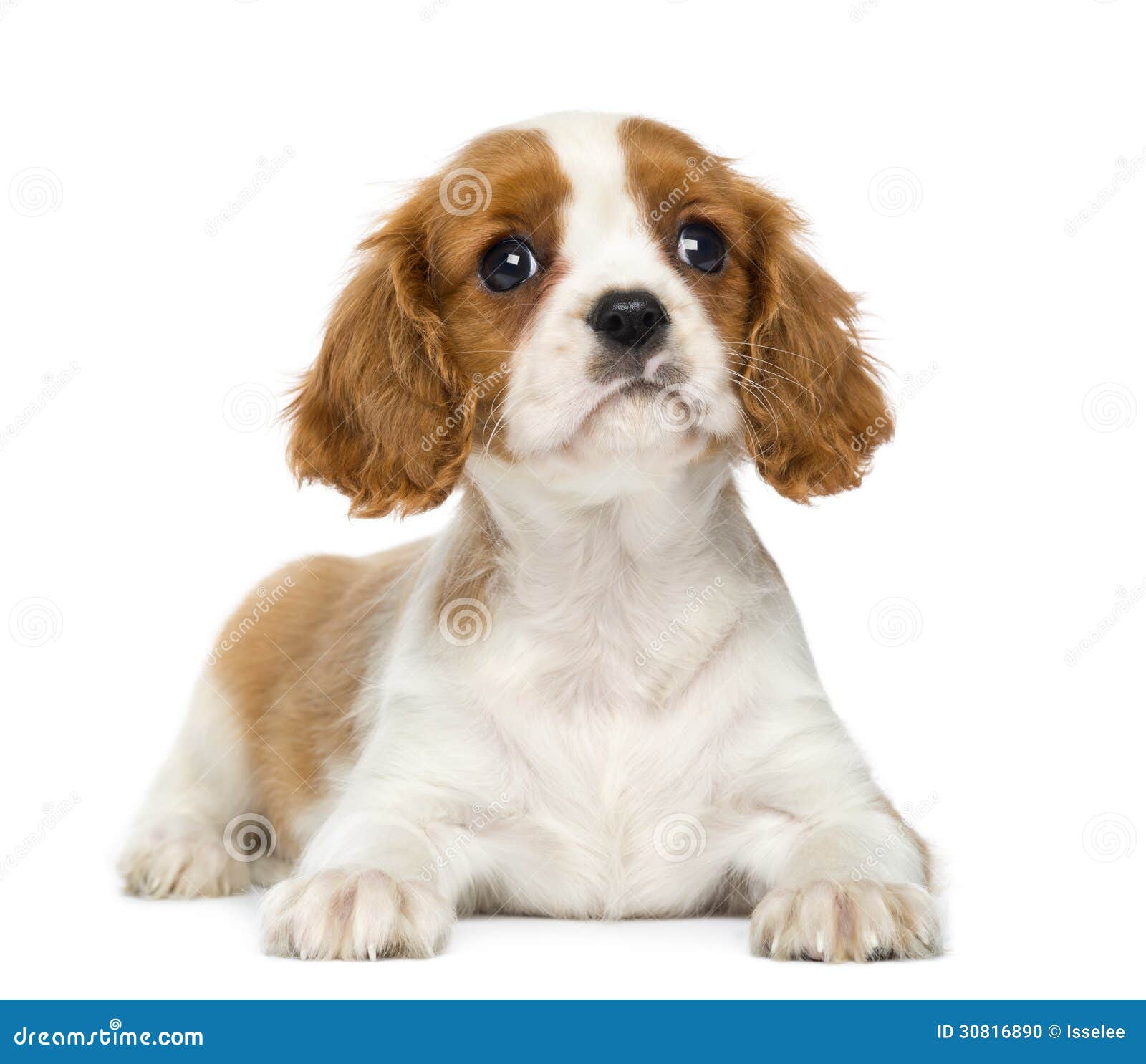 Cavalier King Charles Spaniel Lying Down Stock Photo - Image of canine ...