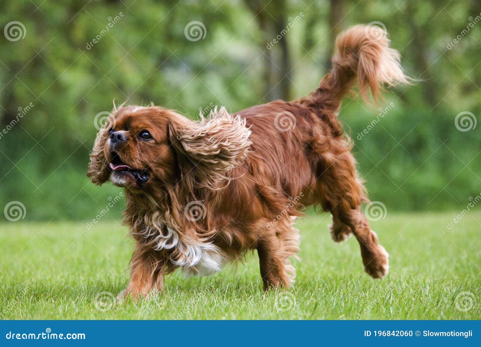 Cavalier King Charles Spaniel, Male Running on Lawn Stock Photo - Image ...