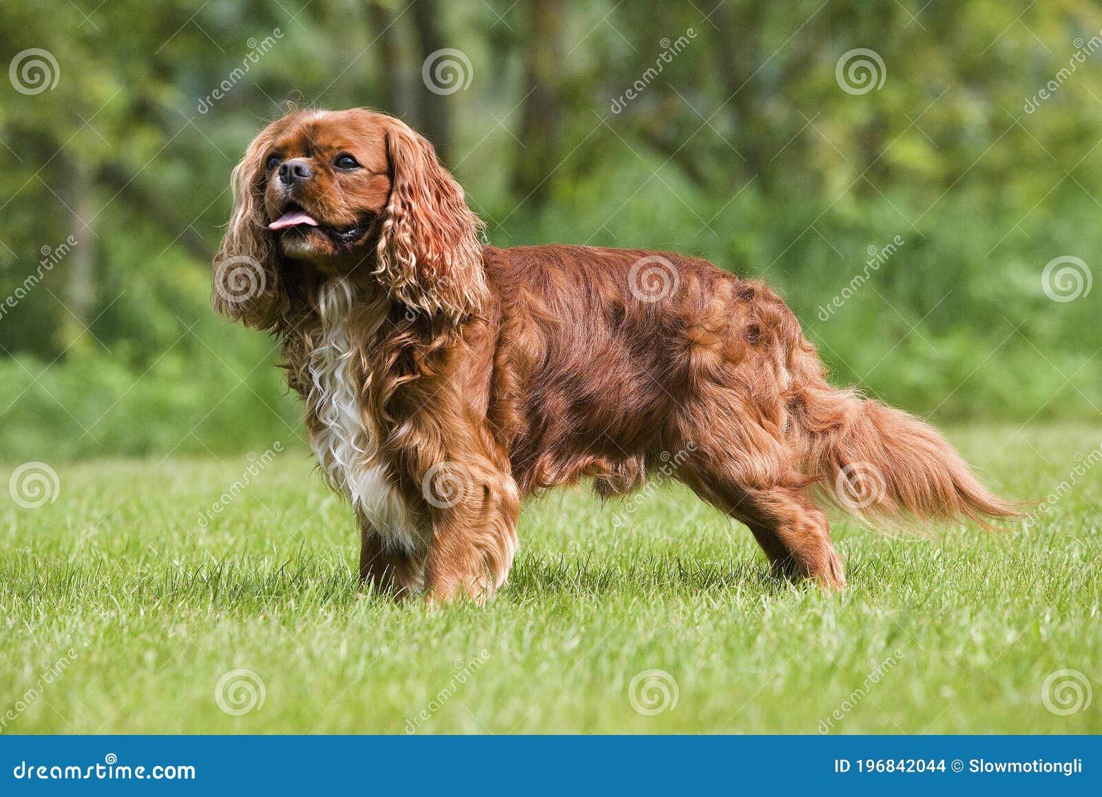 Cavalier King Charles Spaniel, Male Standing on Lawn Stock Photo ...