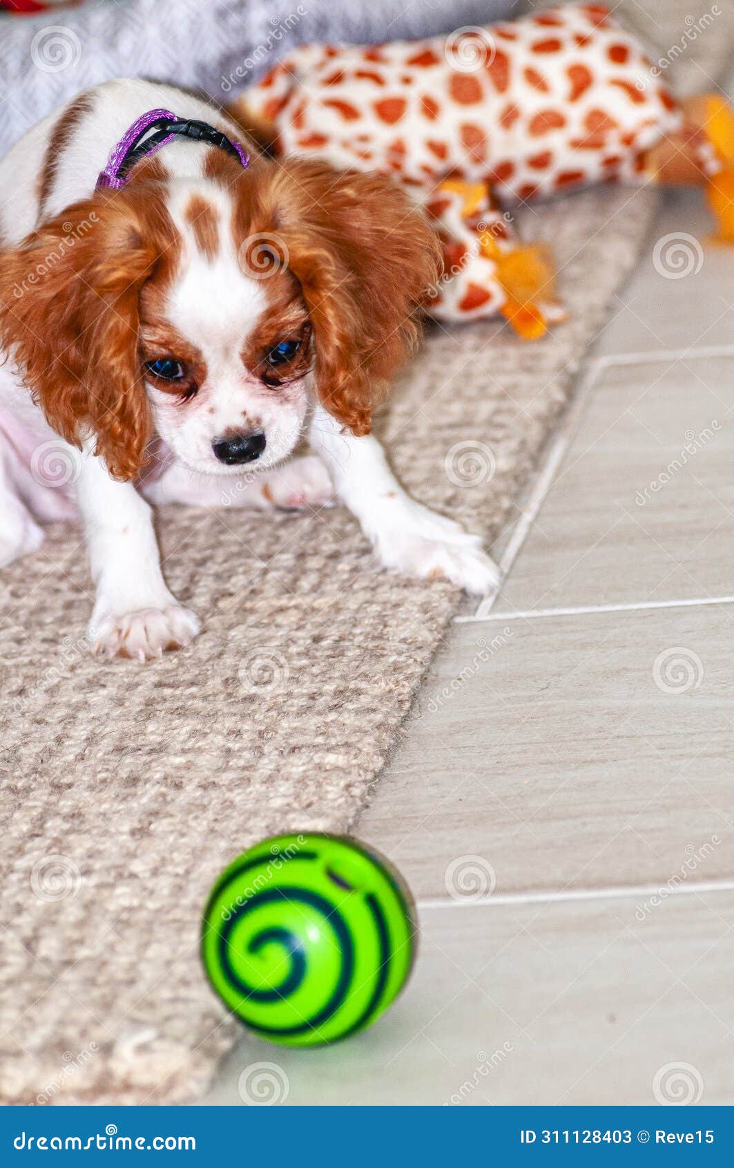 Cavalier King Charles Spaniel, Playing with Green, Loud Ball Stock ...