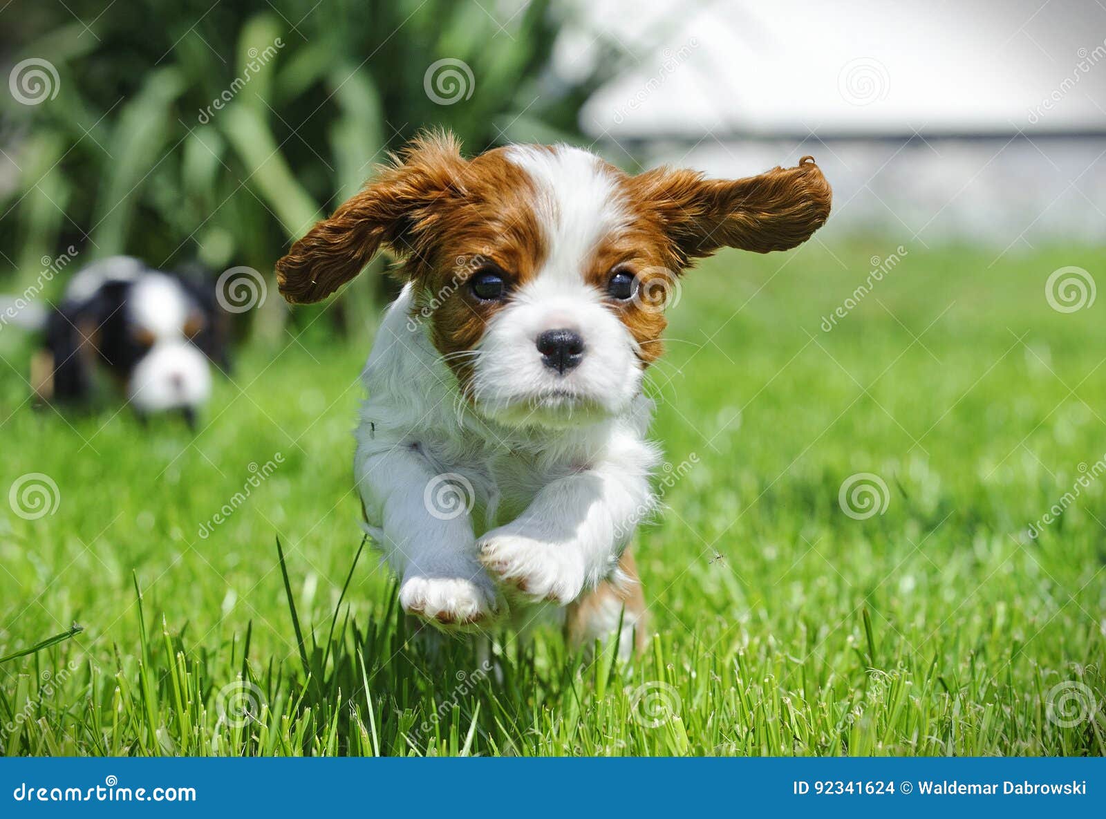 Cavalier King Charles With English Cocker Spaniel Stock Photo ...