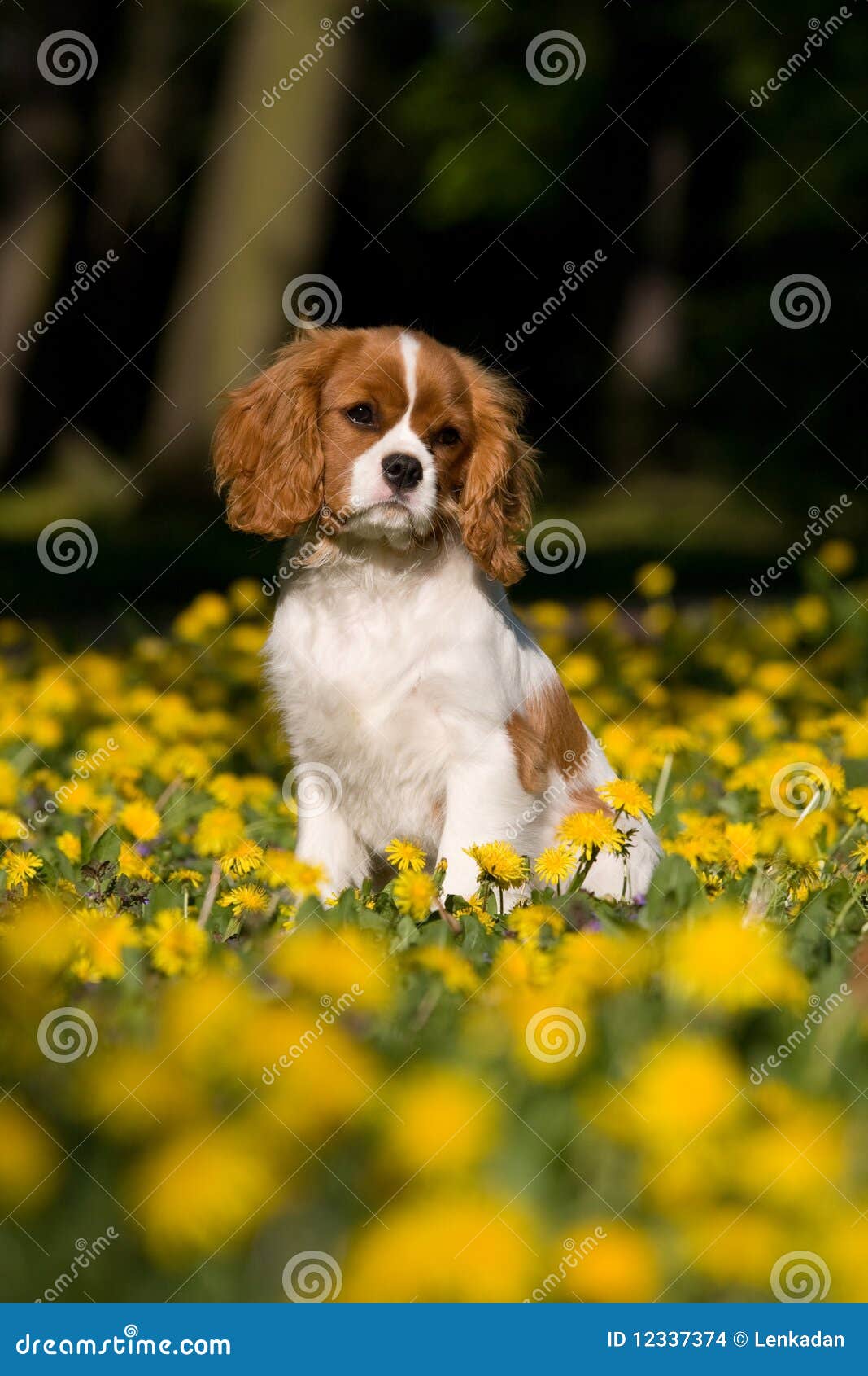 Cavalier King Charles With English Cocker Spaniel Stock Photo ...