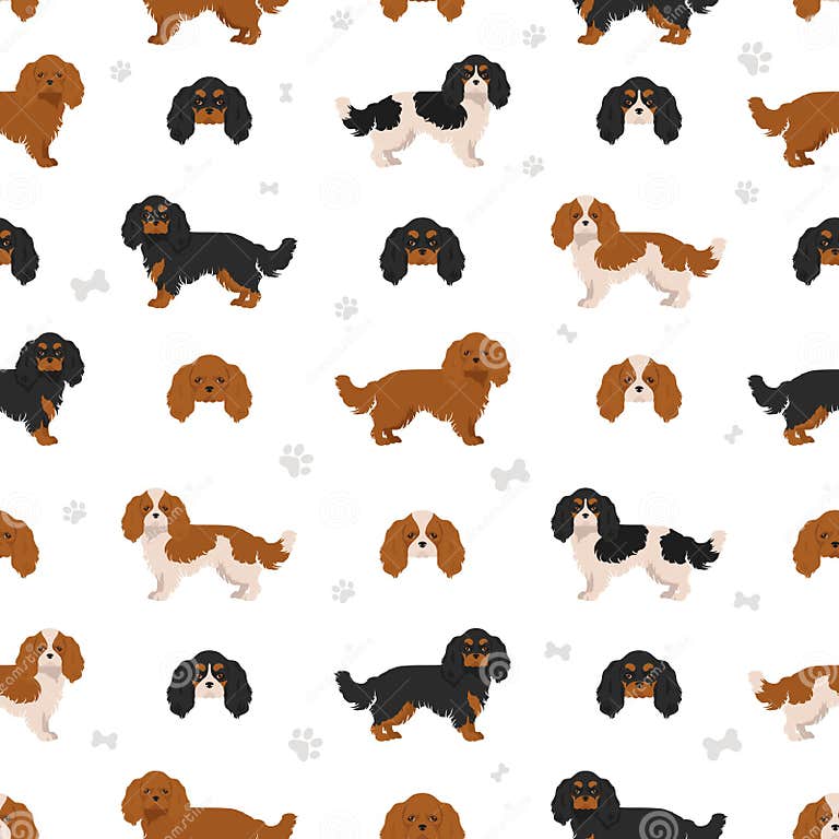 Cavalier King Charles Spaniel Seamless Pattern. Different Poses, Coat ...
