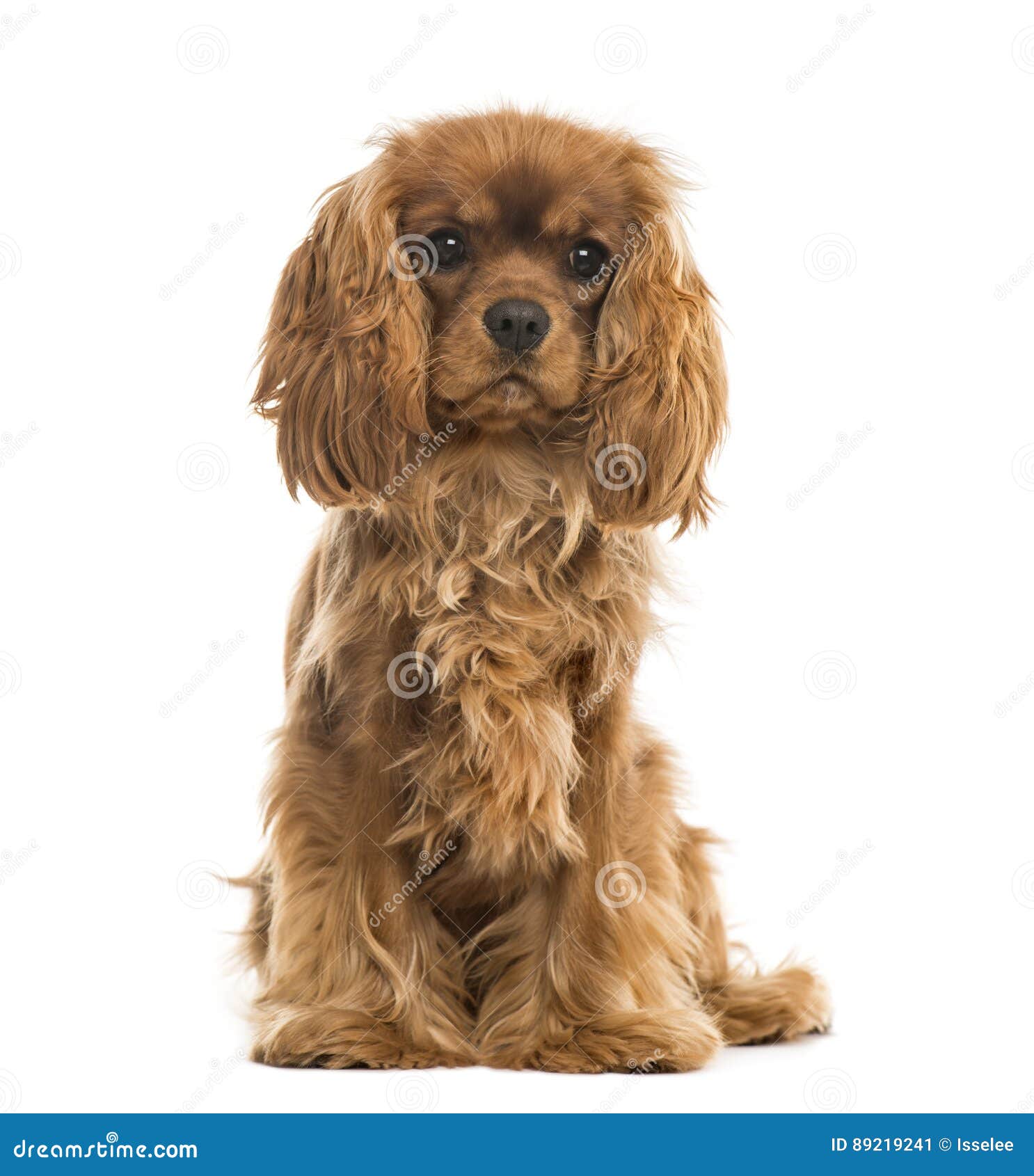 Spaniel Dog Sitting Under Marple Tree On The Ground Full Of Dried ...