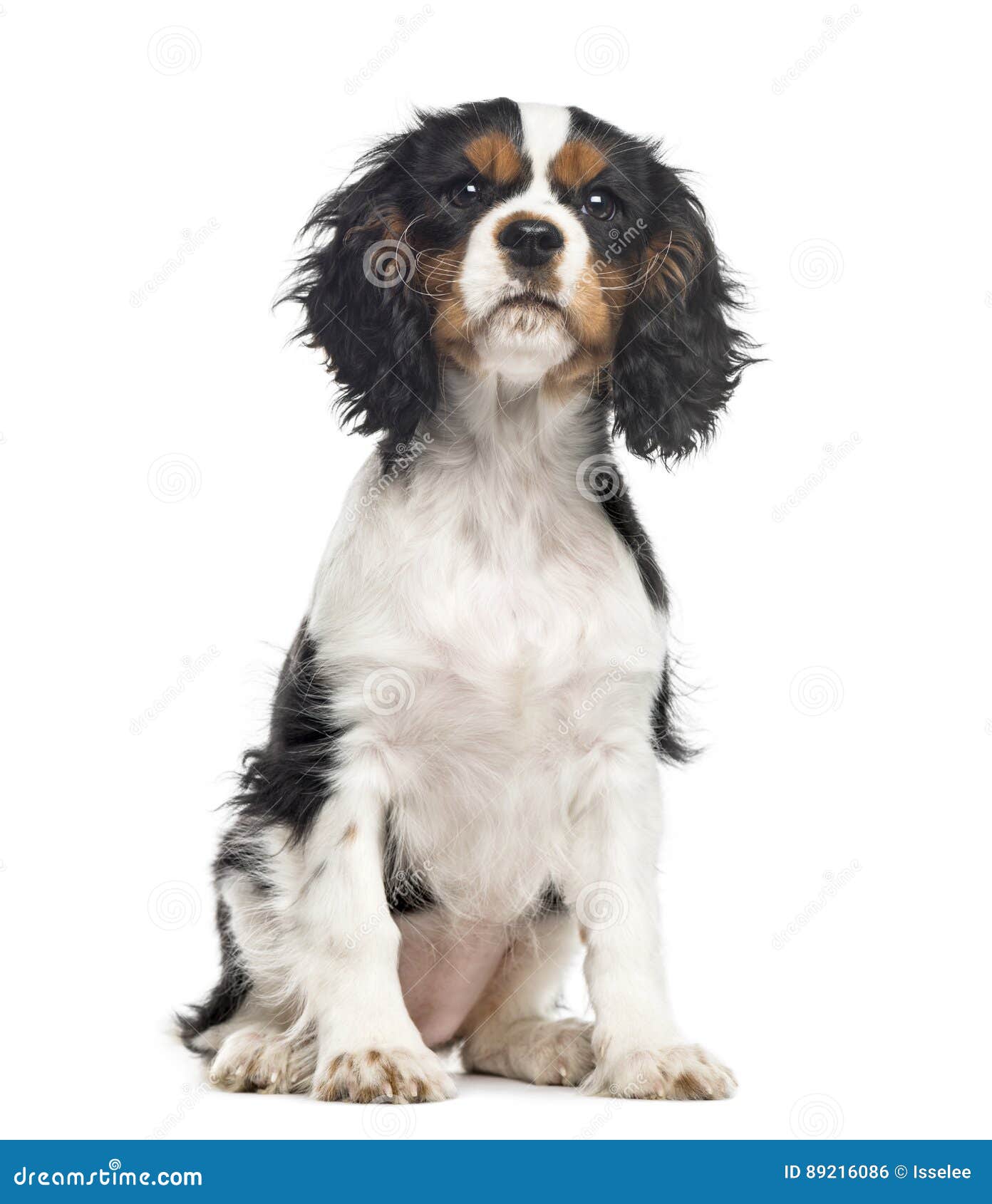 Cavalier King Charles Spaniel Sitting , Stock Photo - Image of spaniel ...