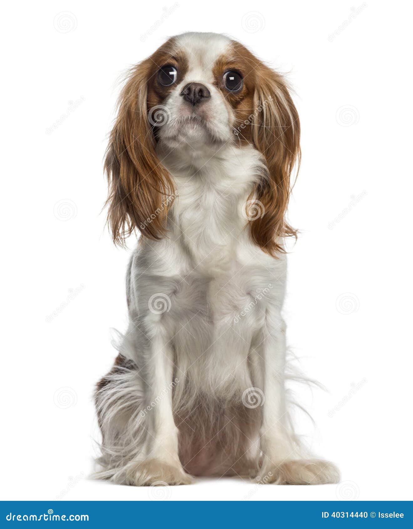 Spaniel Dog Sitting Under Marple Tree On The Ground Full Of Dried ...