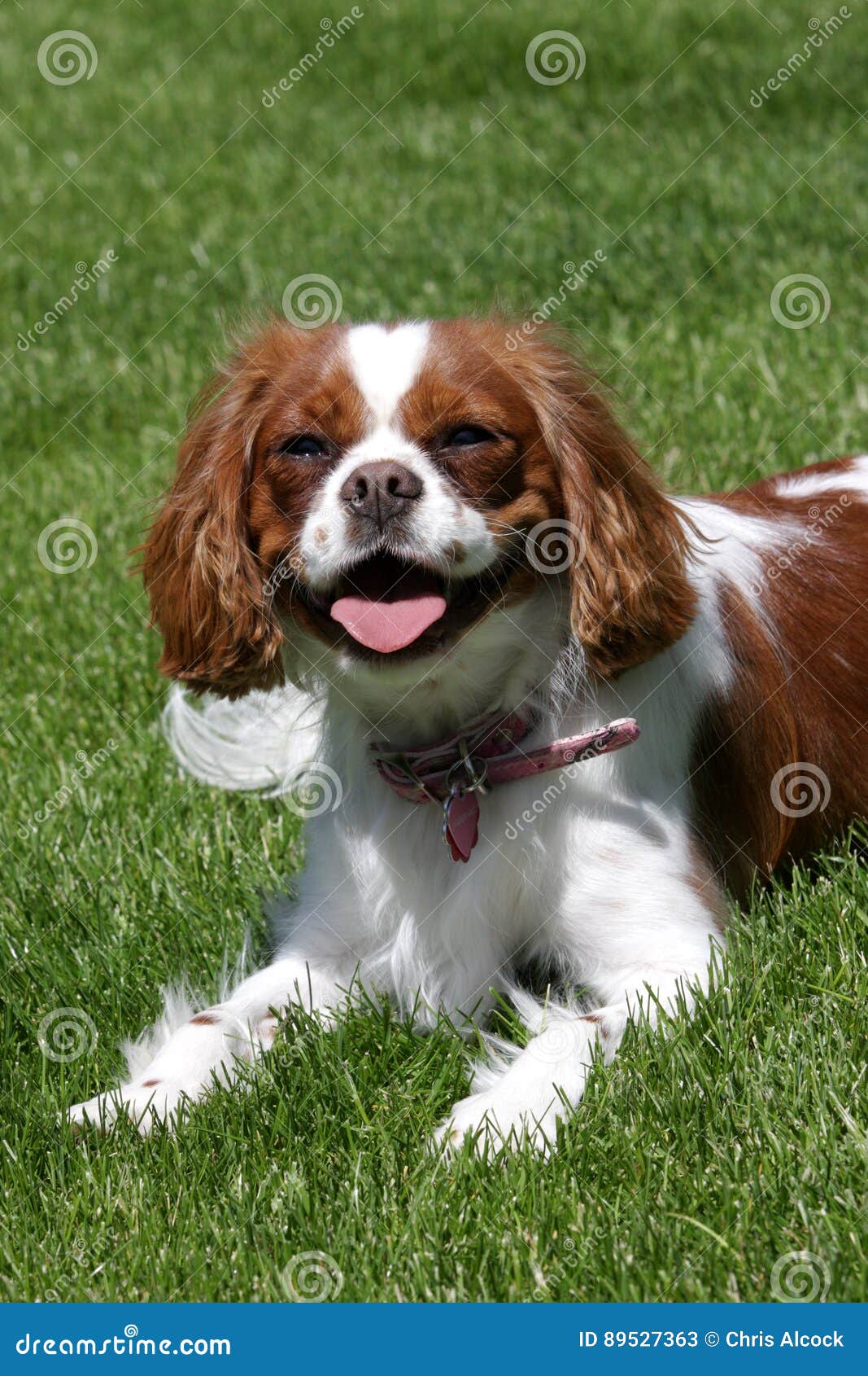 Cavalier King Charles Spaniel Stock Image - Image of ball, giving: 89527363