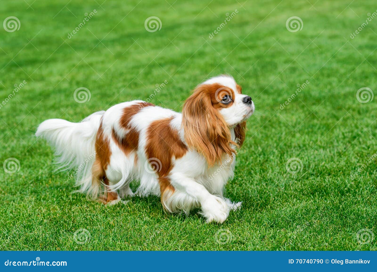 Cavalier King Charles Spaniel Standing on Green Field. Stock Photo ...