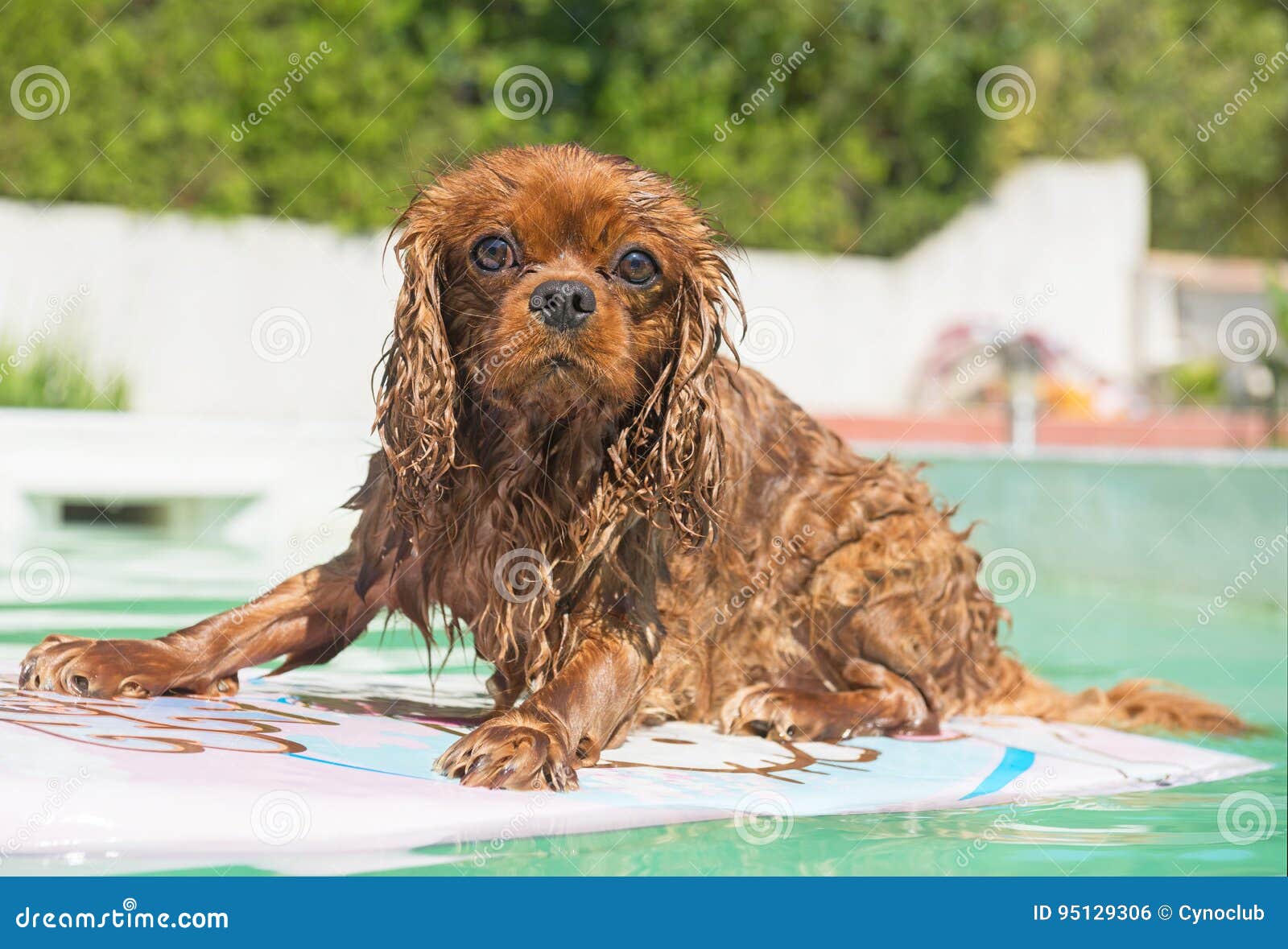 Cavalier King Charles in Swimming Pool Stock Photo - Image of happy ...