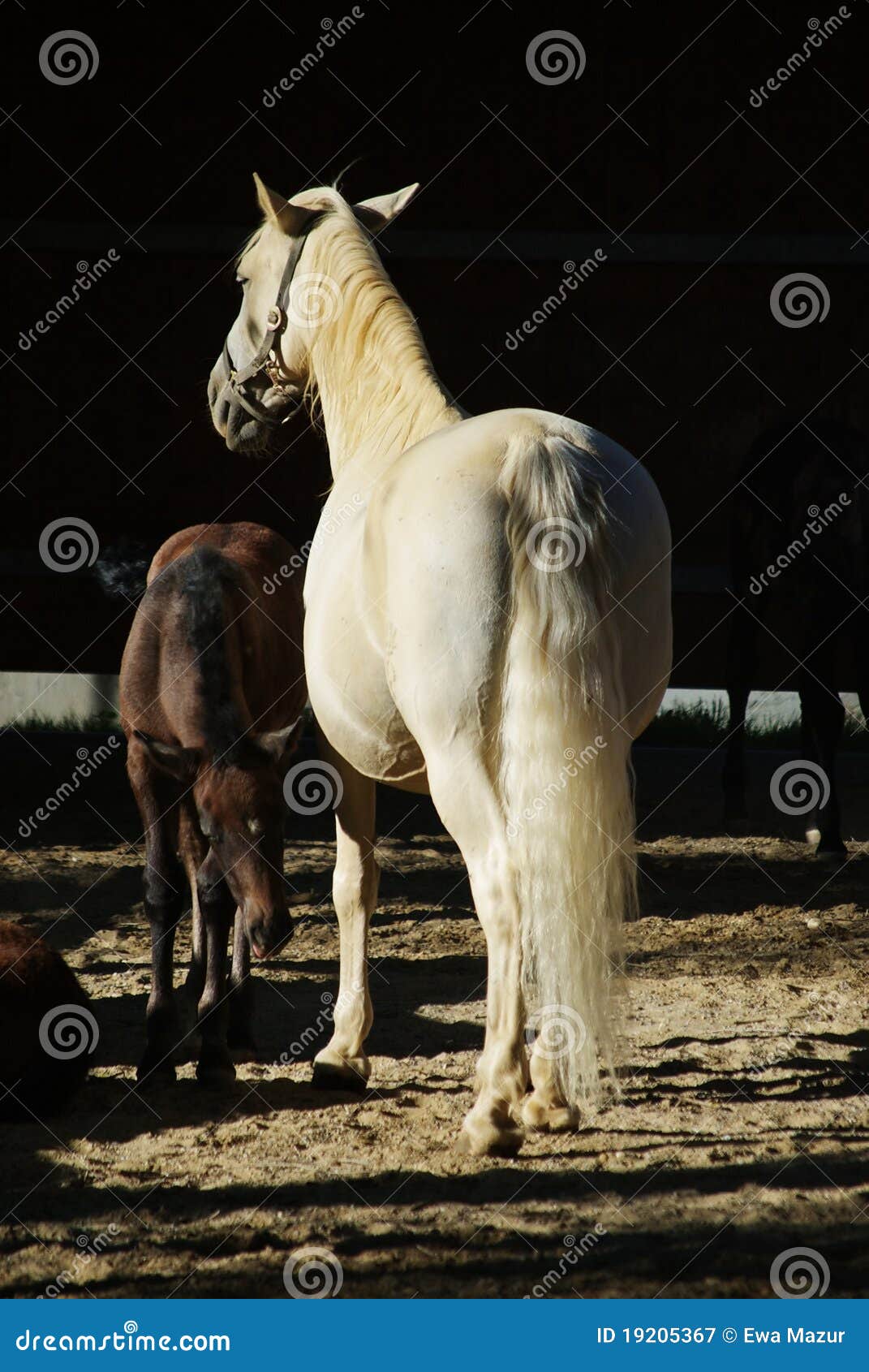Cavalla con il foal immagine stock. Immagine di austria - 19205367