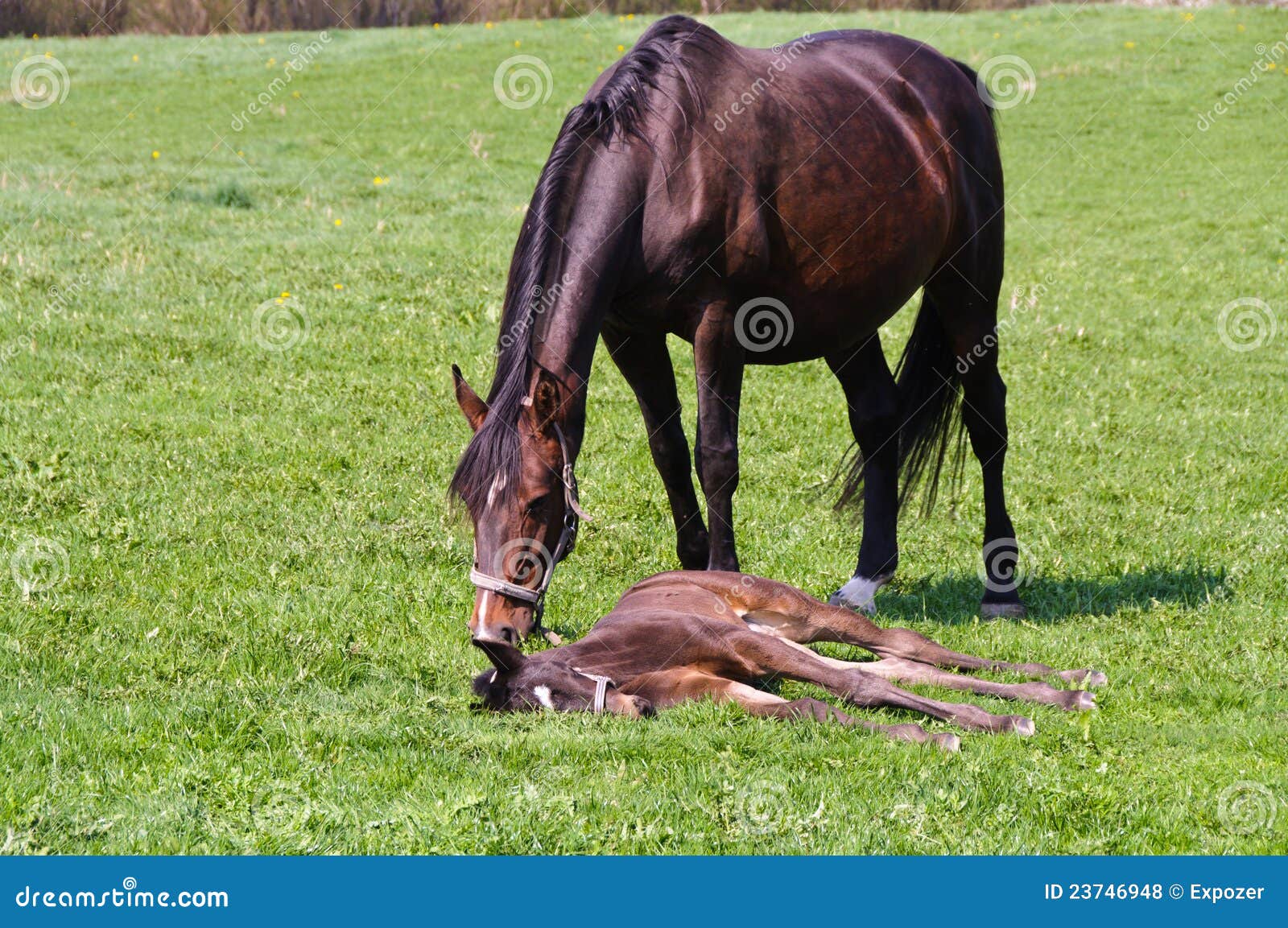 Cavalla con il foal fotografia stock. Immagine di libertà - 23746948