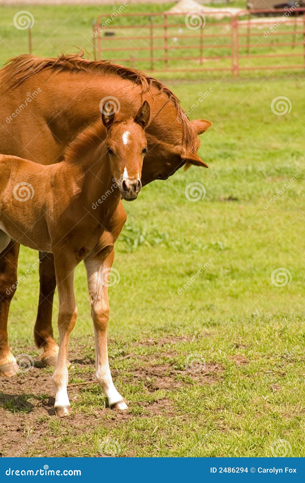 Cavalla con il foal fotografia stock. Immagine di erba - 2486294