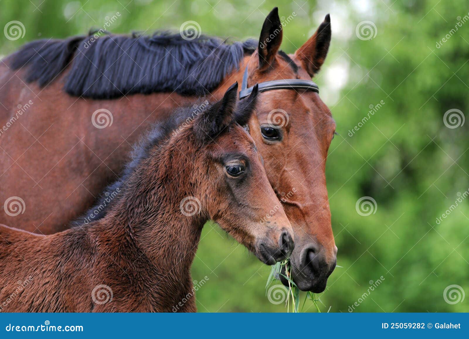 Cavalla con il foal fotografia stock. Immagine di verde - 25059282
