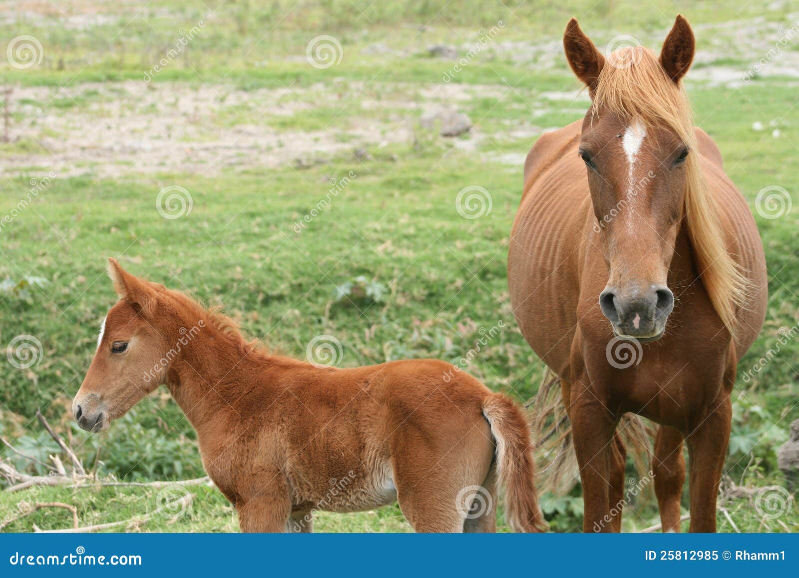 Cavalla E Puledro in Un Prato Immagine Stock - Immagine di prato ...