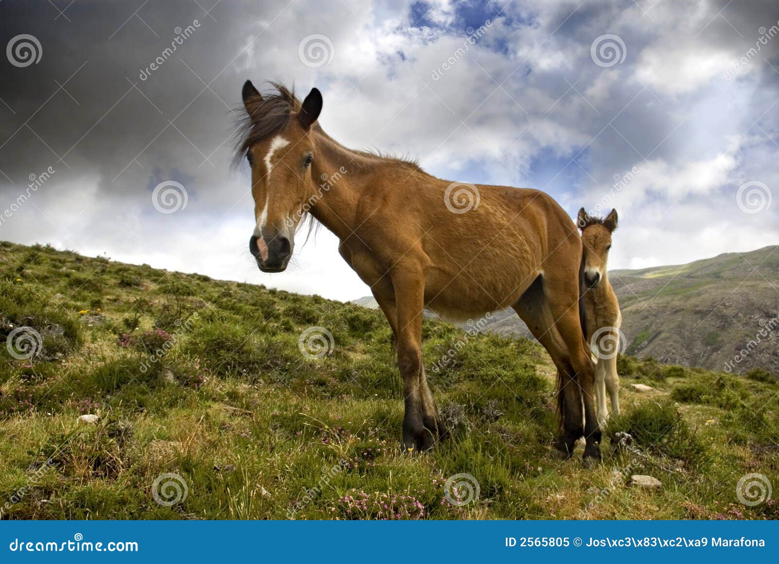 Cavalla Selvaggia Con Il Suo Cub Immagine Stock - Immagine di ...