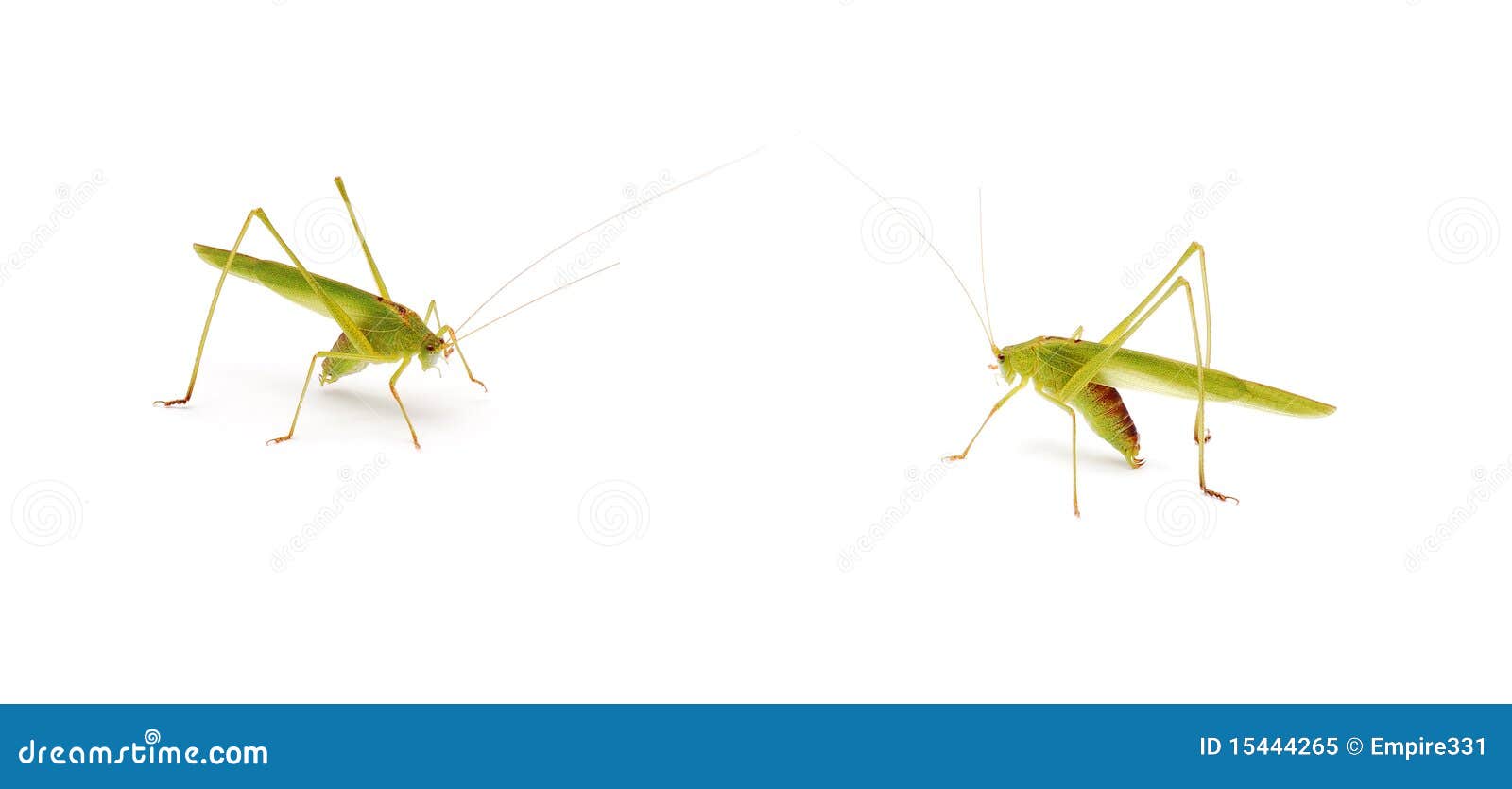 Cavallette immagine stock. Immagine di antenna, insetto - 15444265
