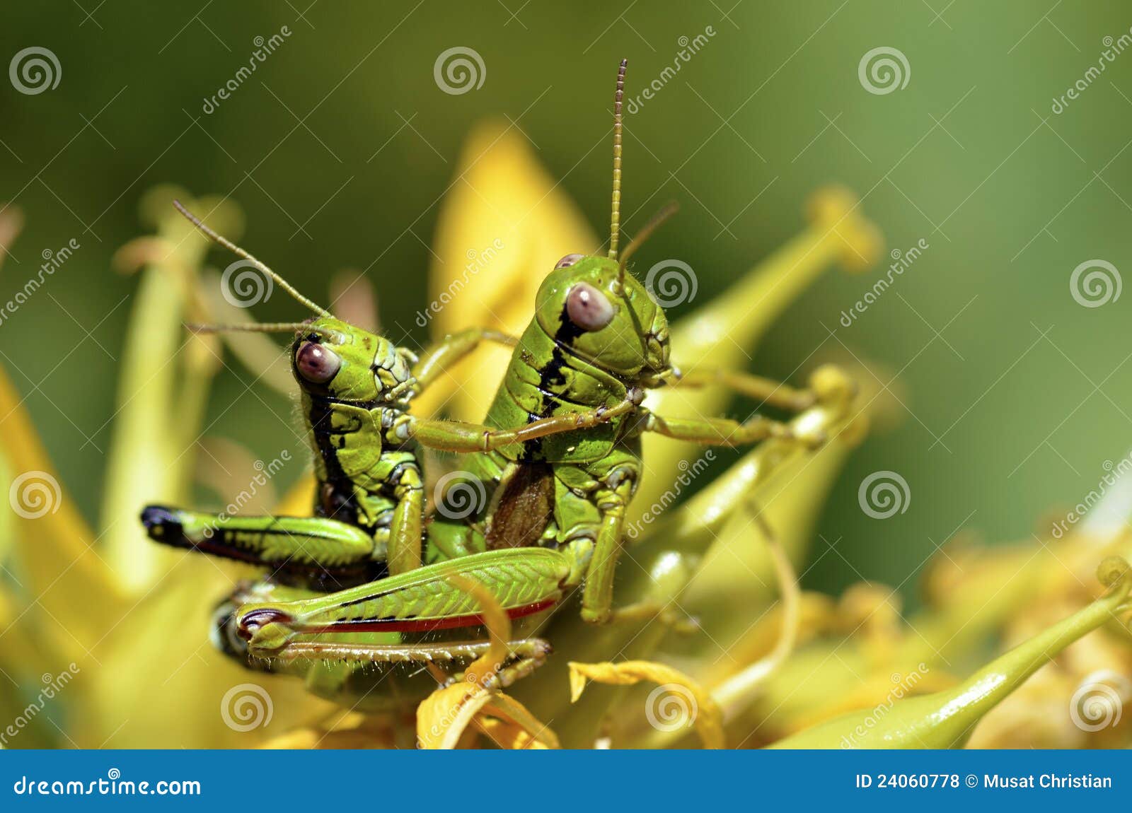Cavallette accoppiamento fotografia stock. Immagine di ponticello ...
