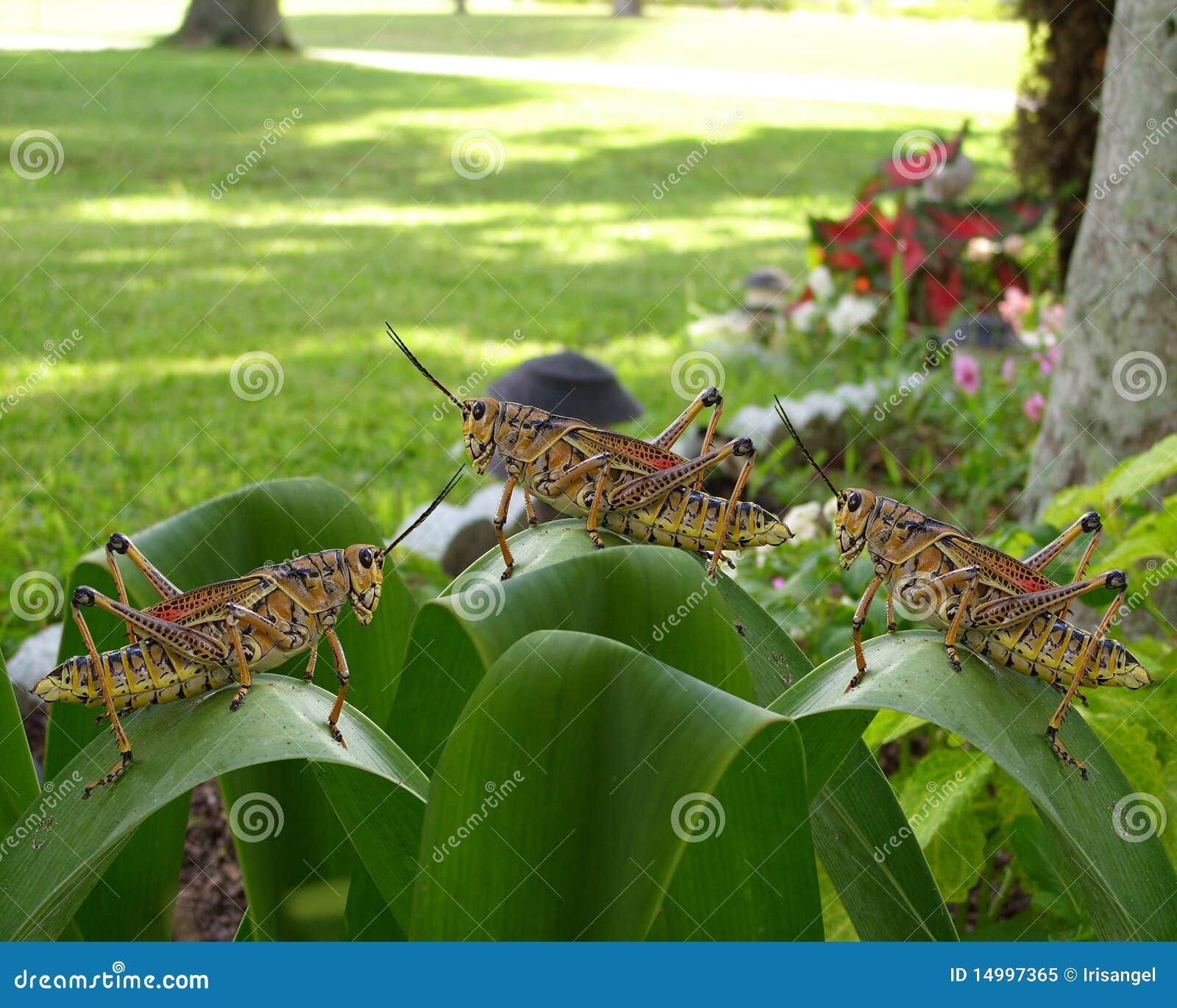 Cavallette grandi 3 immagine stock. Immagine di occhio - 14997365