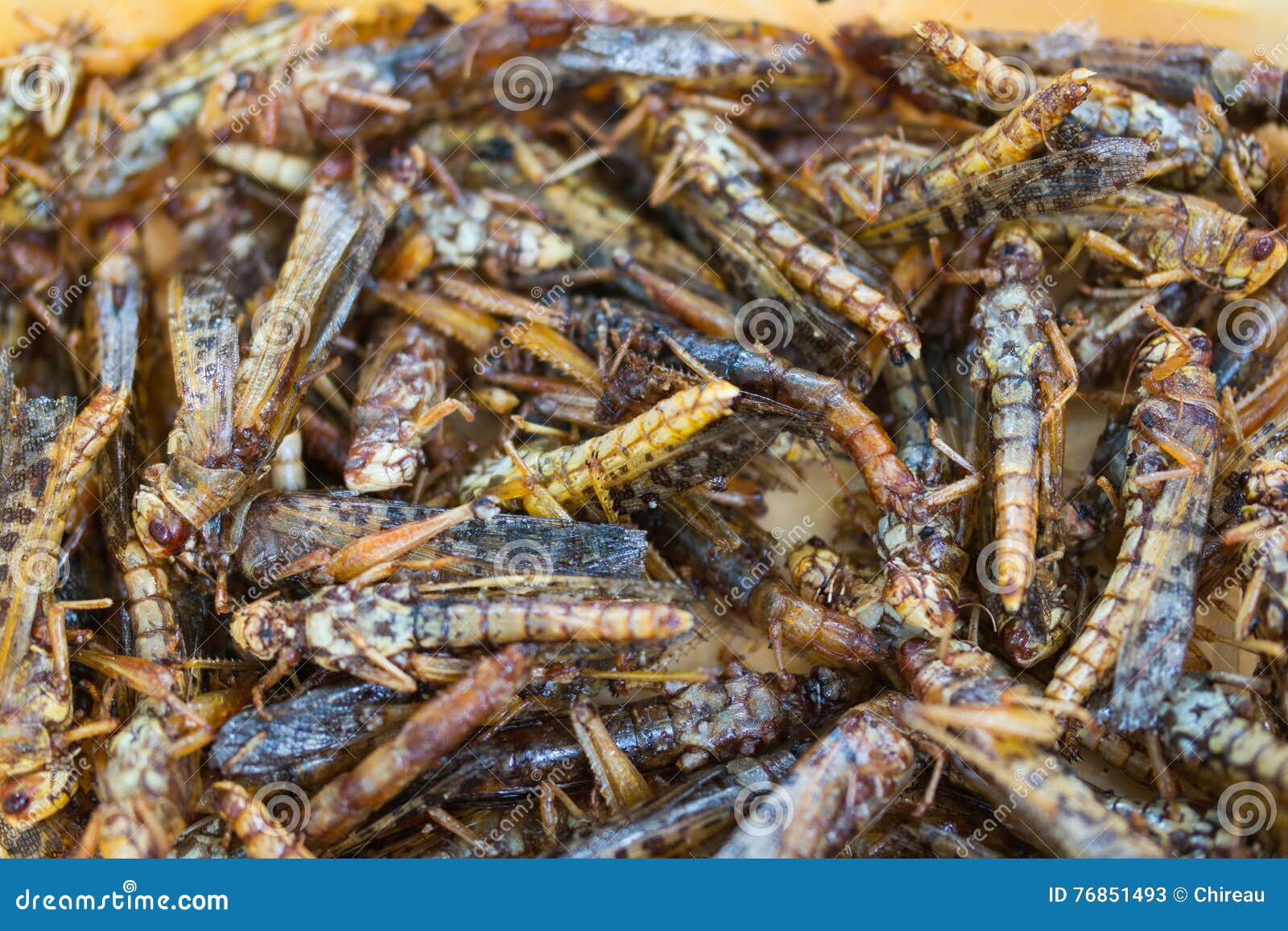 Cavallette O Locuste Fritte Immagine Stock - Immagine di marrone ...