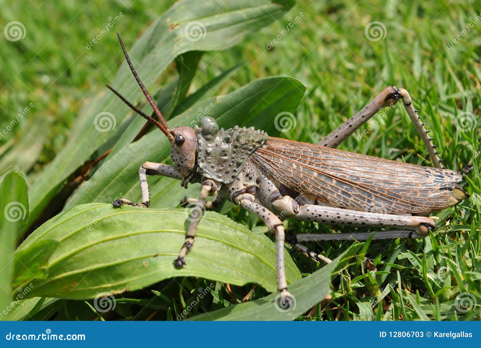 Cavallette Tossiche Del Milkweed, Sudafrica Immagine Stock - Immagine ...