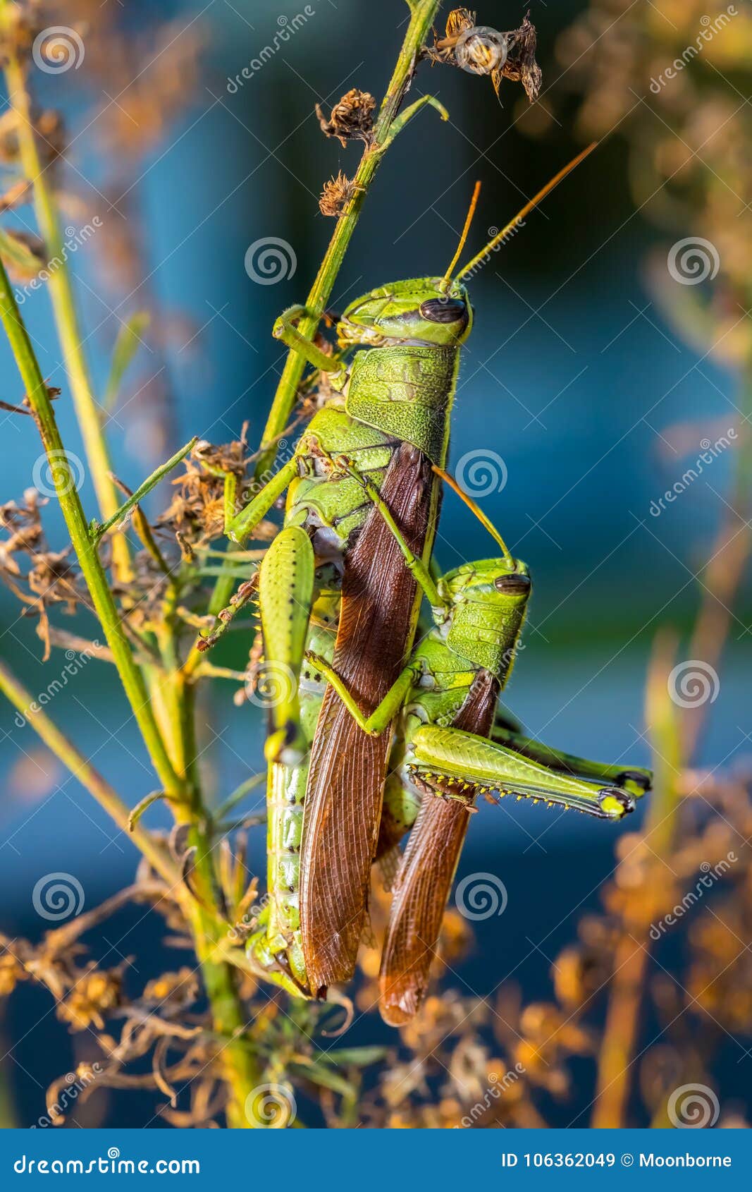 Cavallette Verdi Accoppiamento Immagine Stock - Immagine di cavallette ...