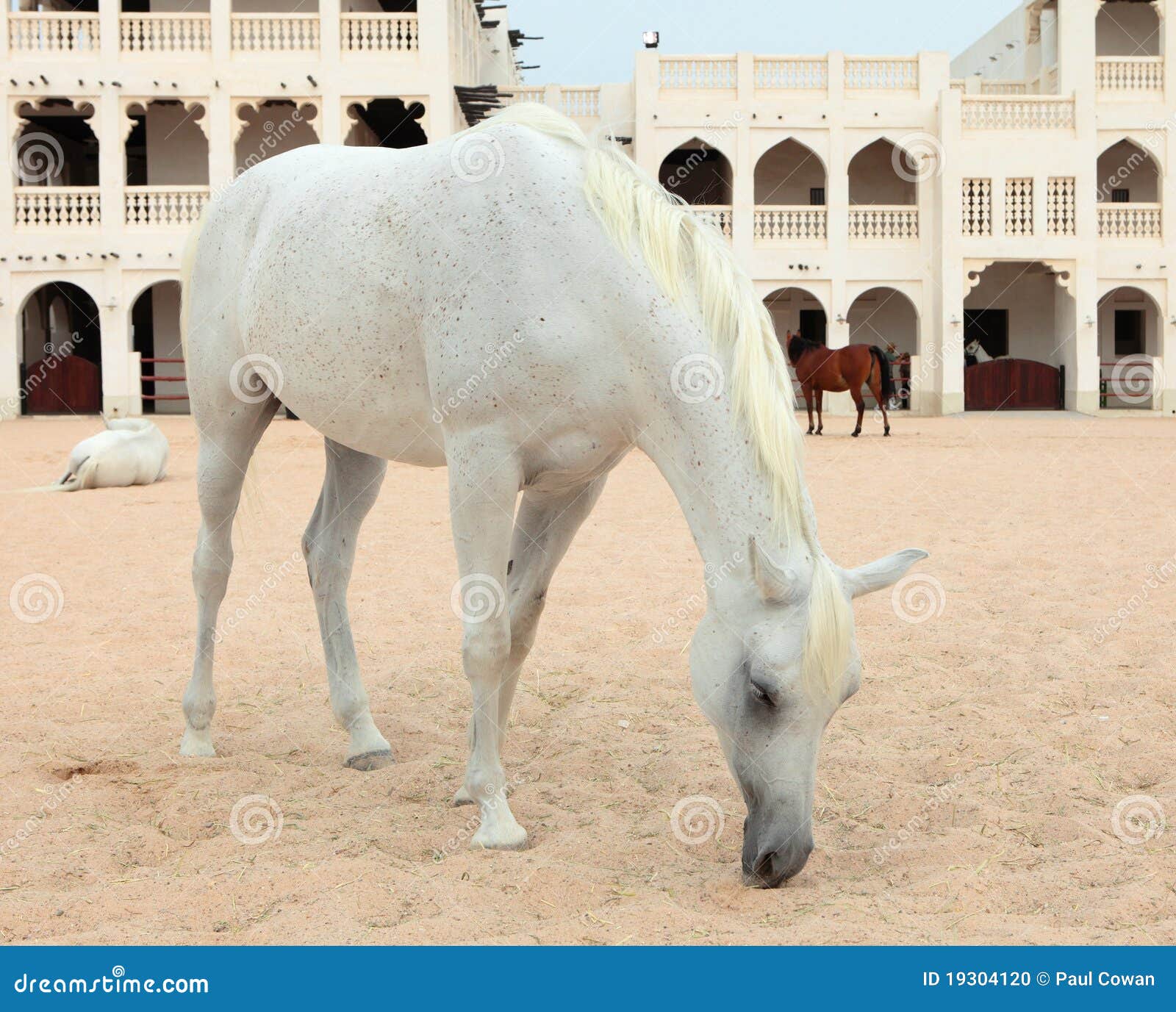 Cavalli Arabi a Doha, Qatar Fotografia Stock - Immagine di puro ...