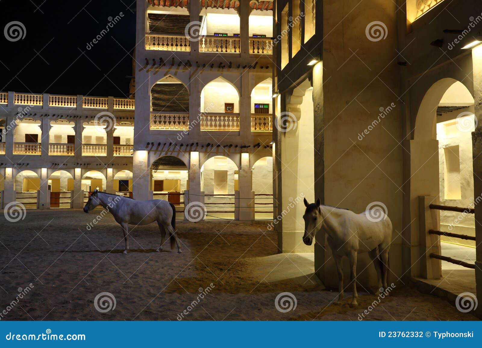 Cavalli arabi a Doha Qatar fotografia stock. Immagine di cavallo - 23762332
