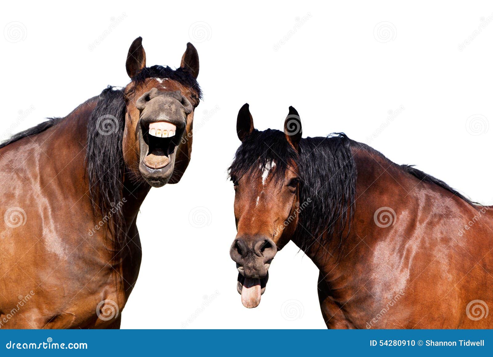 Cavalli di risata fotografia stock. Immagine di isterico - 54280910