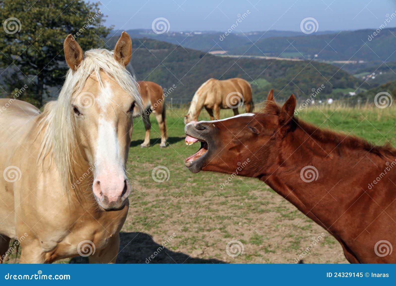 Cavalli divertenti immagine stock. Immagine di paesaggio - 24329145