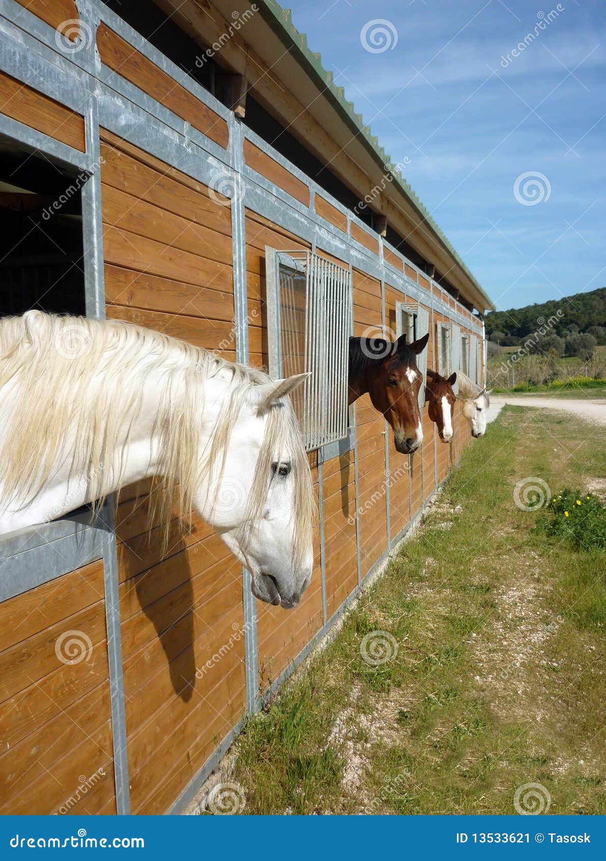 Cavalli nella stalla immagine stock. Immagine di paese - 13533621