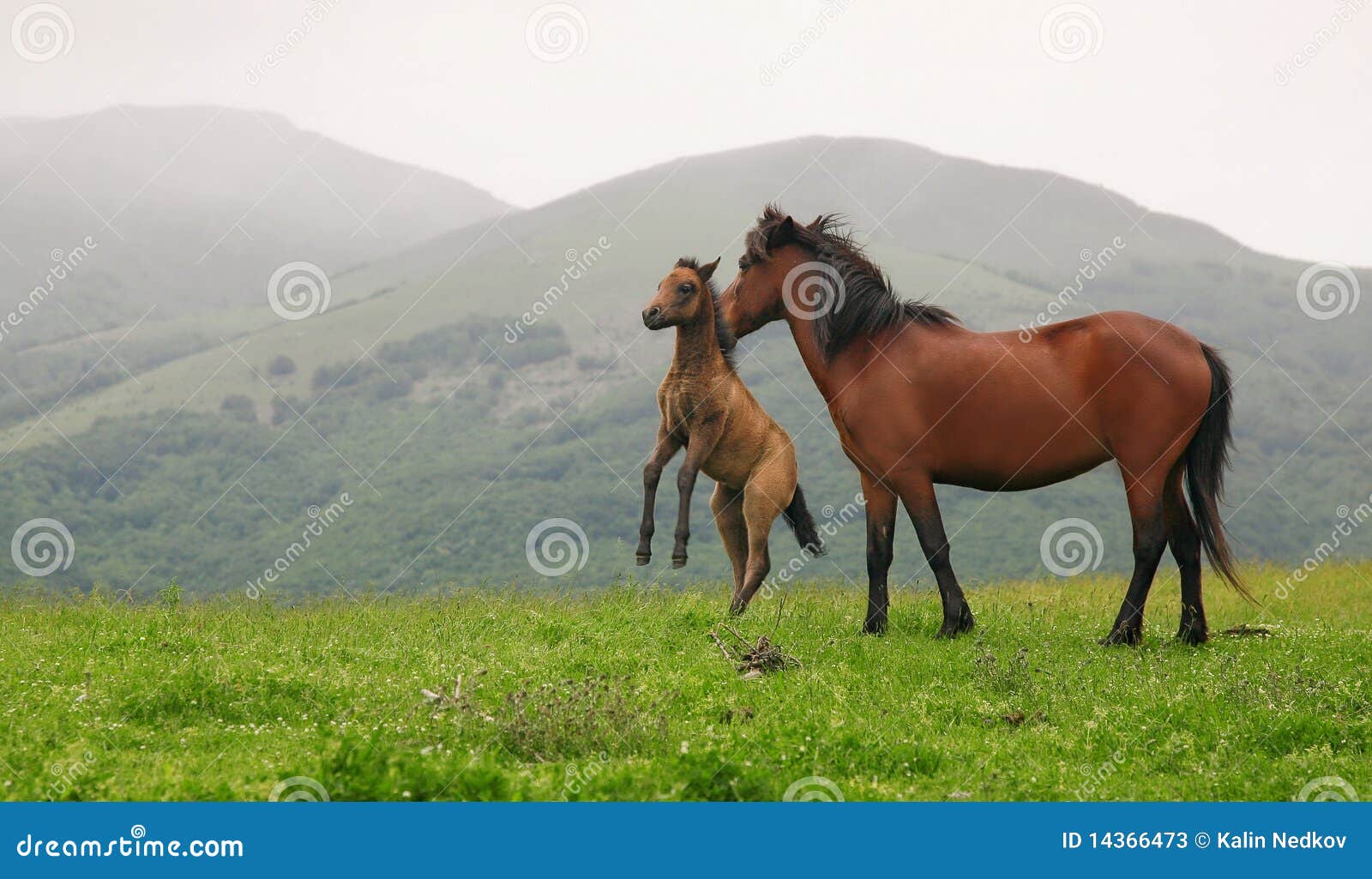 Cavalli selvaggi immagine stock. Immagine di mammifero - 14366473