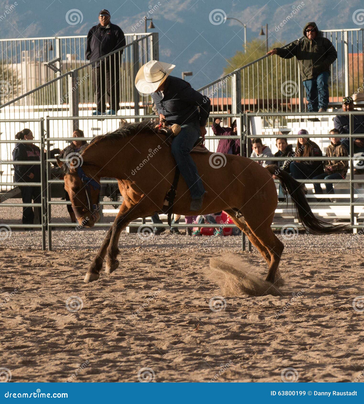 Cavalli Selvaggii Al Rodeo Professionale Immagine Stock Editoriale ...