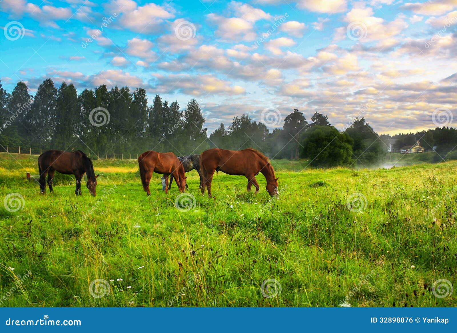 Cavalli su un pascolo fotografia stock. Immagine di libertà - 32898876