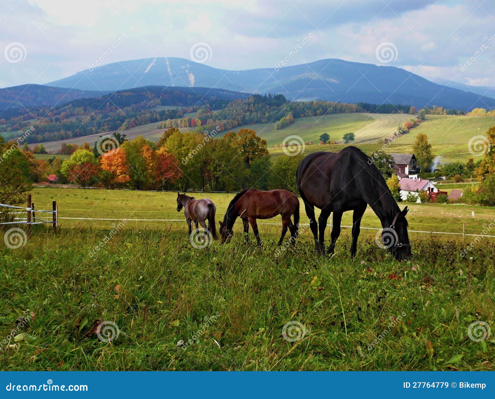 Cavalli sul pascolo immagine stock. Immagine di sole - 27764779