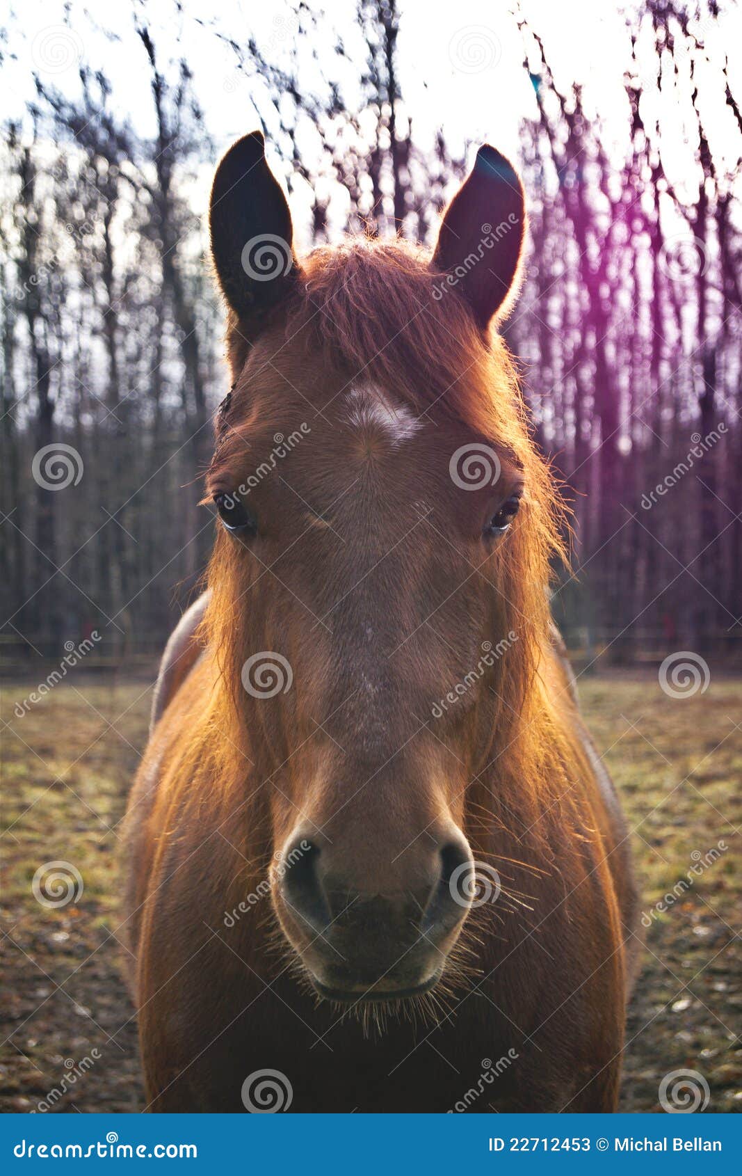 Cavallo immagine stock. Immagine di faccia, bello, reale - 22712453