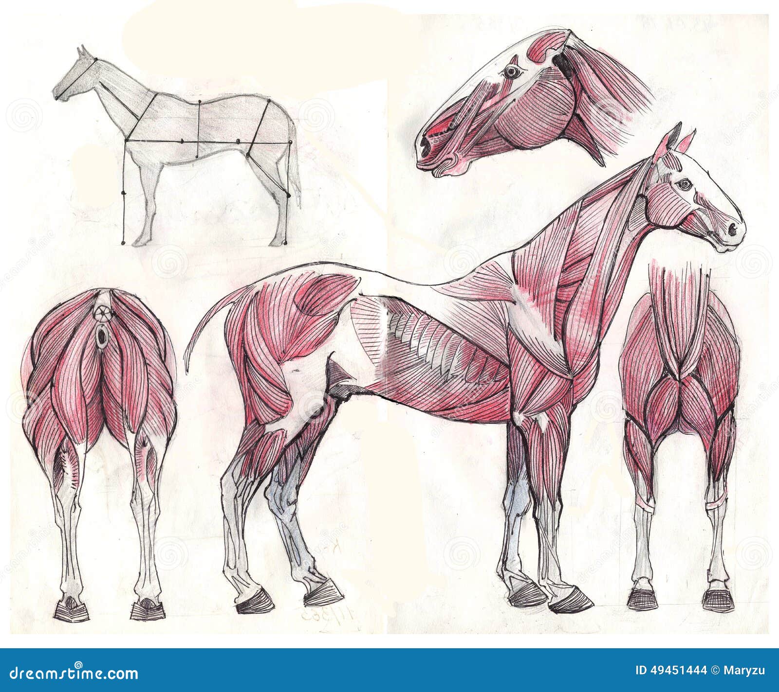Cavallo illustrazione di stock. Illustrazione di muscoli - 49451444