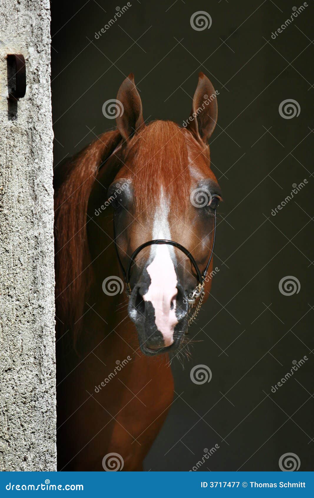 Cavallo arabo immagine stock. Immagine di stallone, razza - 3717477