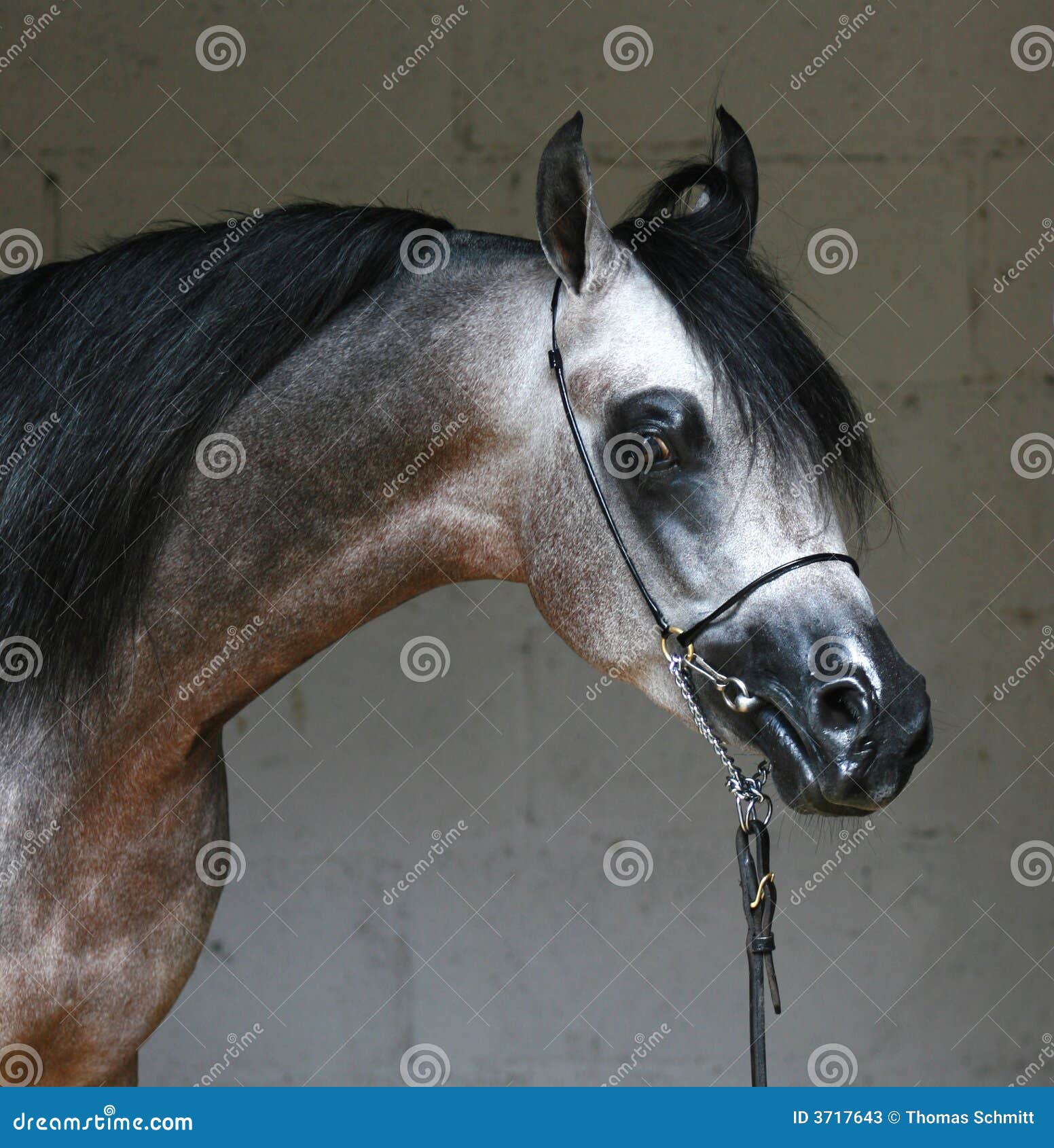 Cavallo arabo immagine stock. Immagine di razza, animale - 3717643