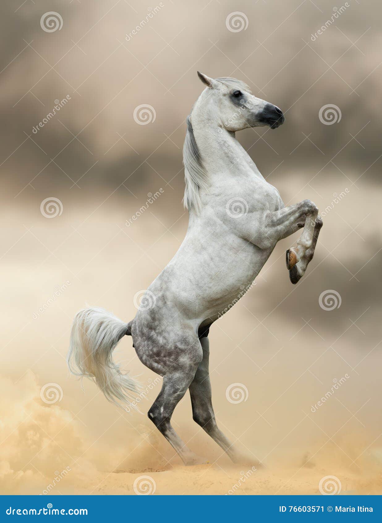 Cavallo arabo immagine stock. Immagine di potente, pomo - 76603571