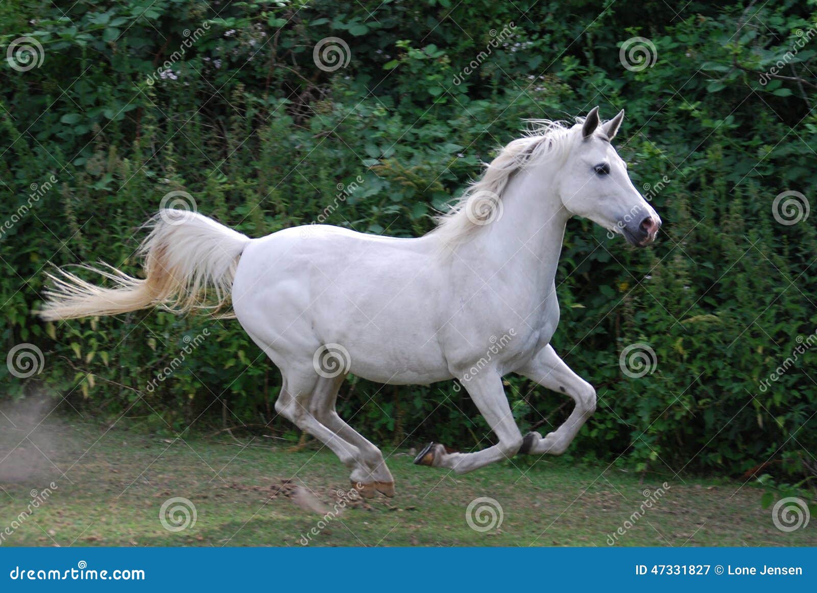 Cavallo Arabo Bianco Che Gallopping Immagine Stock - Immagine di puro ...