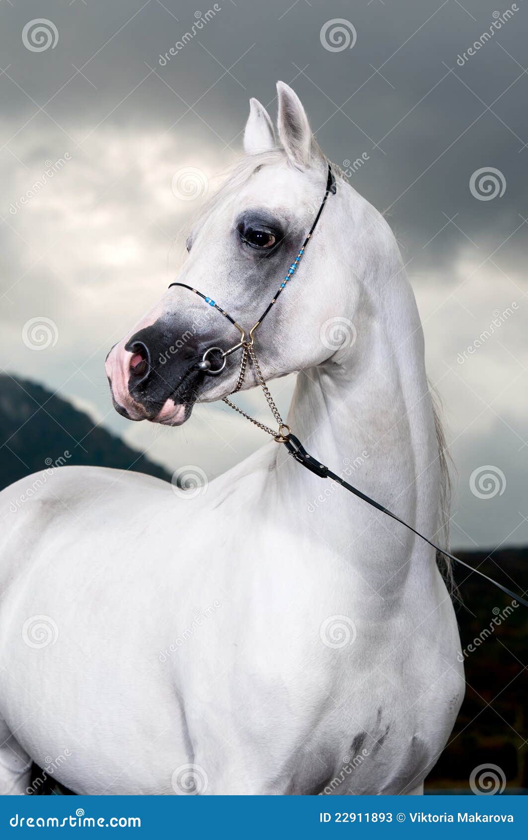 Cavallo Arabo Bianco Sui Precedenti Scuri Immagine Stock - Immagine di ...
