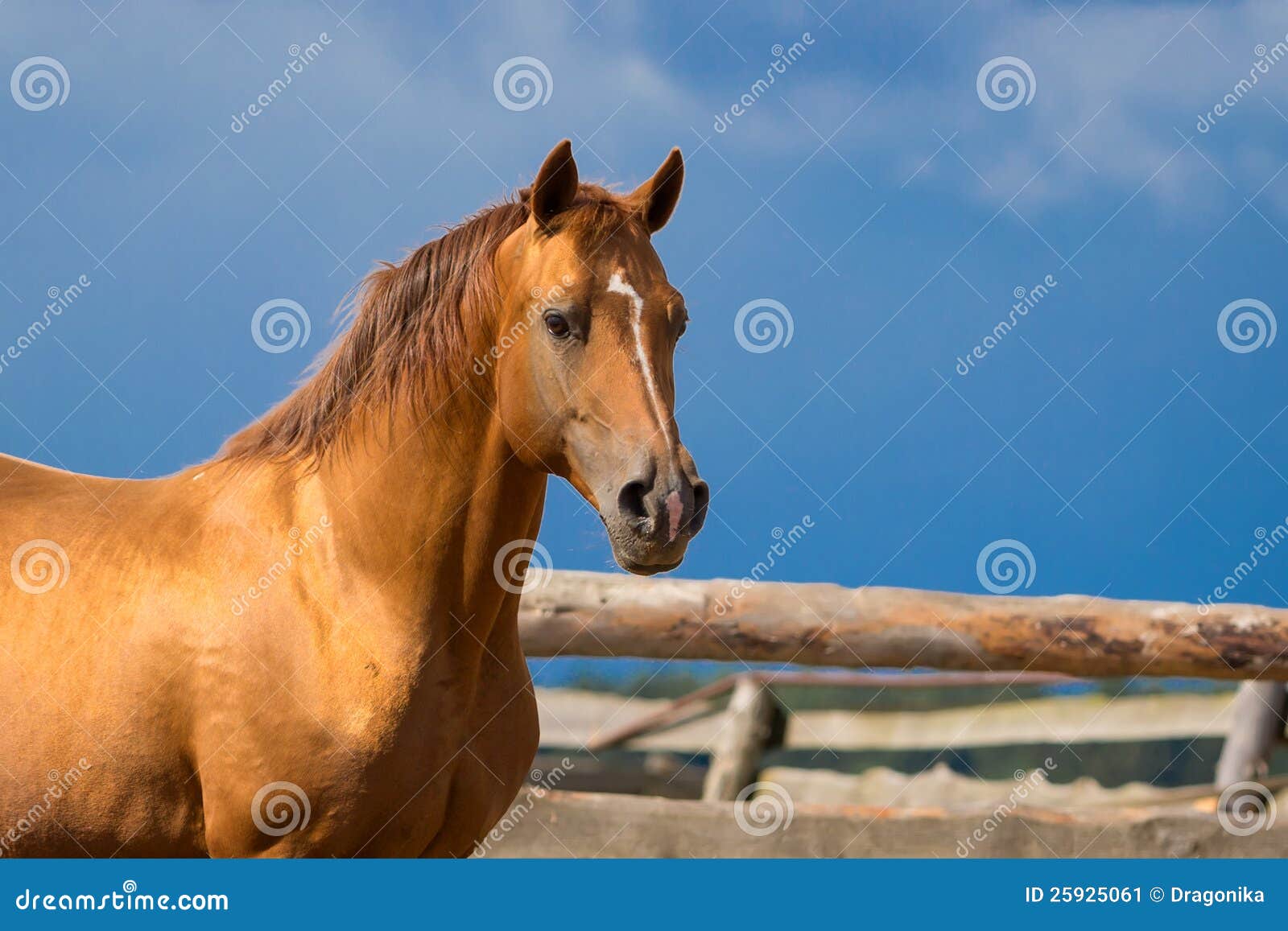 Cavallo arabo dell'oro immagine stock. Immagine di stallone - 25925061