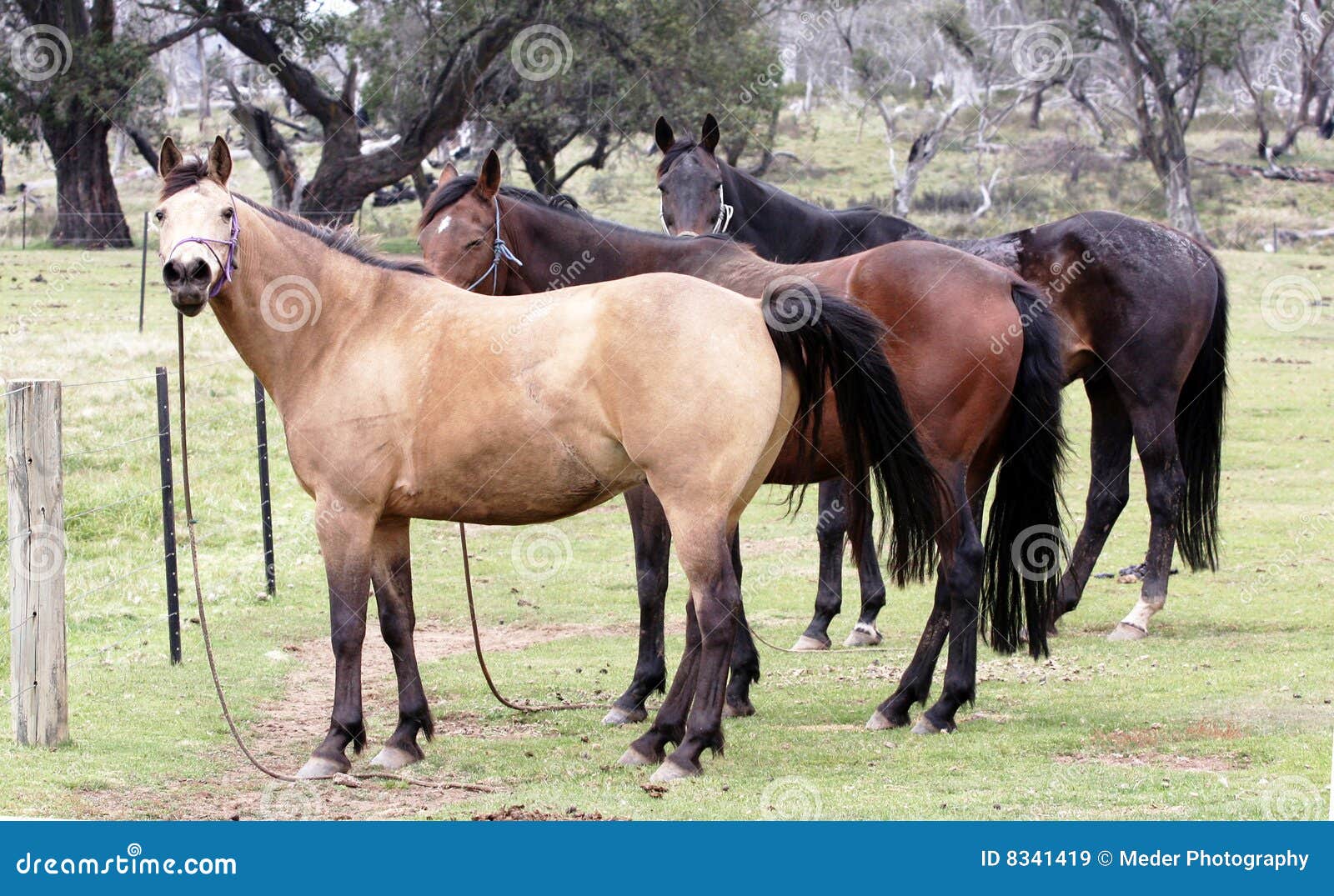 Cavallo australiano immagine stock. Immagine di addomesticato - 8341419