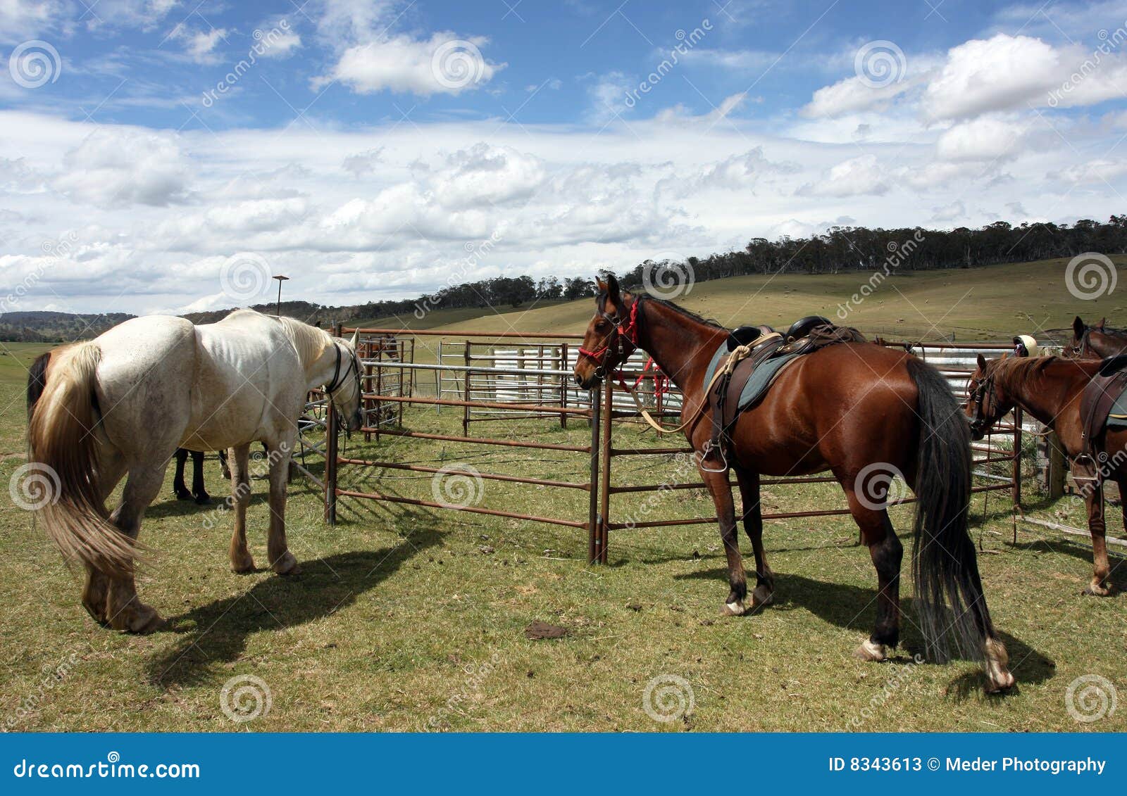 Cavallo australiano immagine stock. Immagine di bello - 8343613