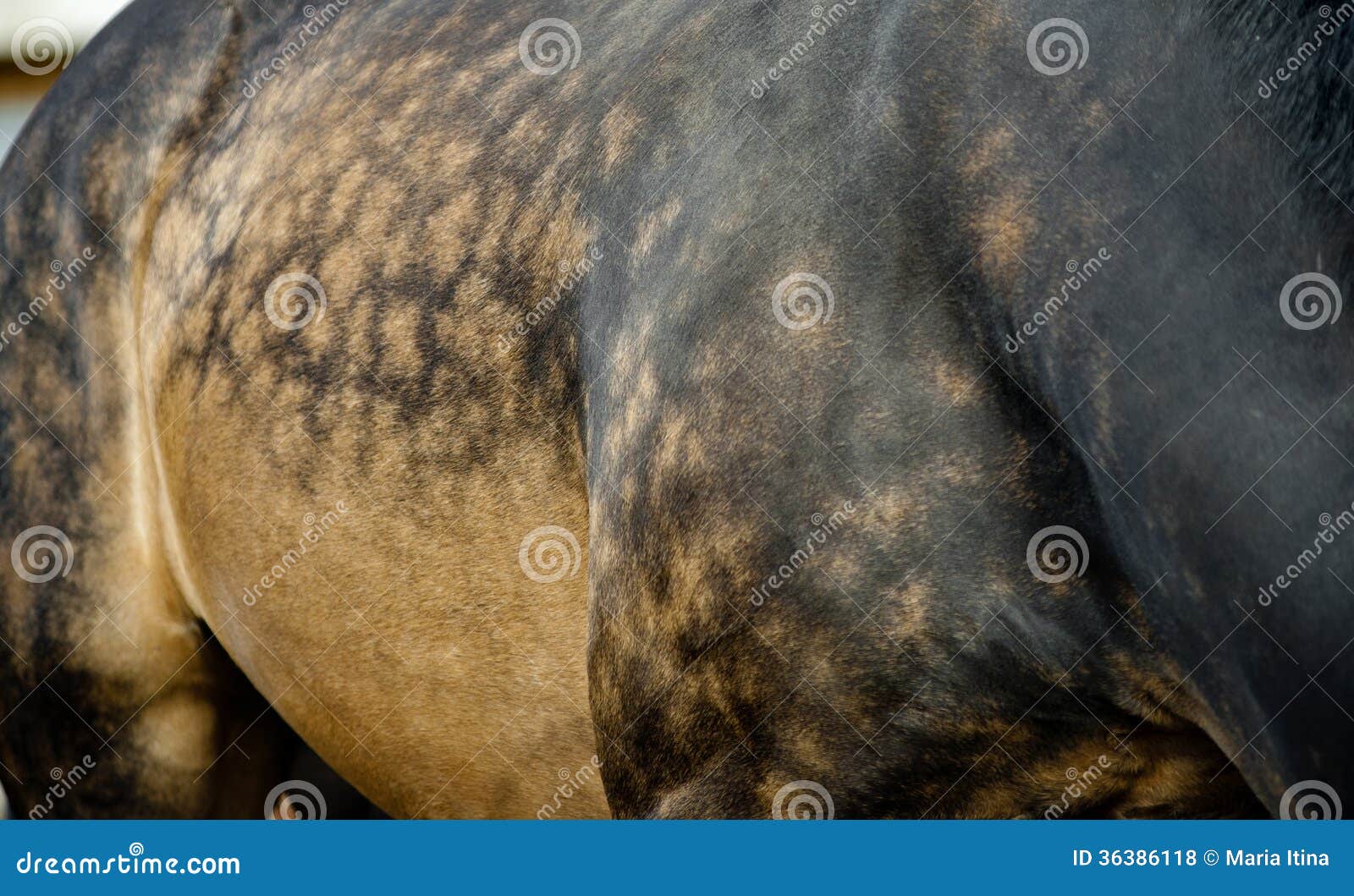 Cavallo con le macchie fotografia stock. Immagine di nero - 36386118