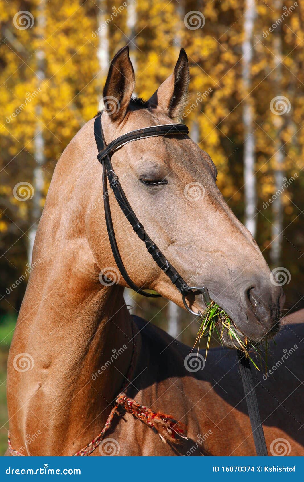 Cavallo Da Corsa Arabo Di Razza Fotografia Stock - Immagine di testa ...
